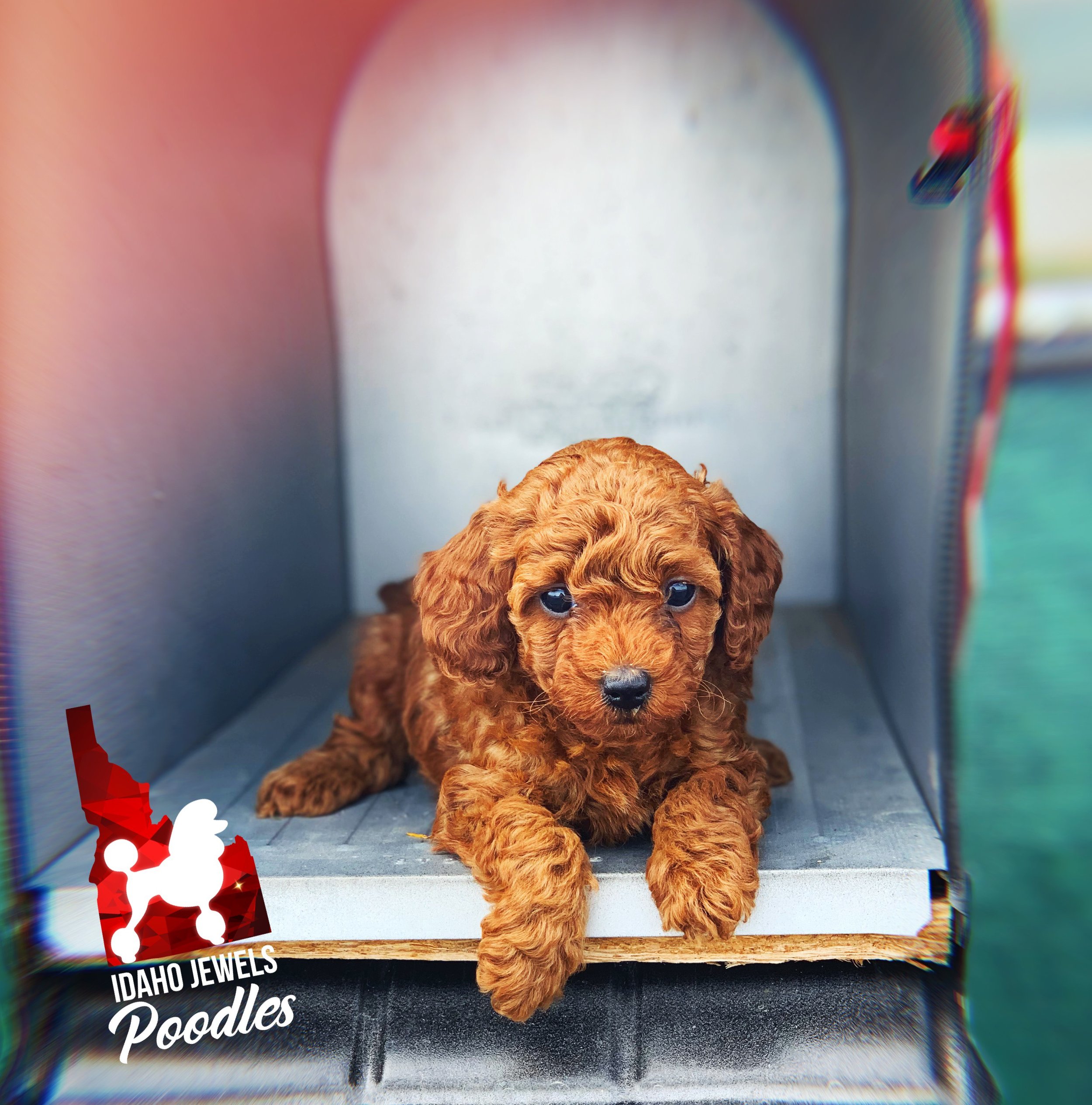 Idaho Jewels Poodles — Meet Savannah
