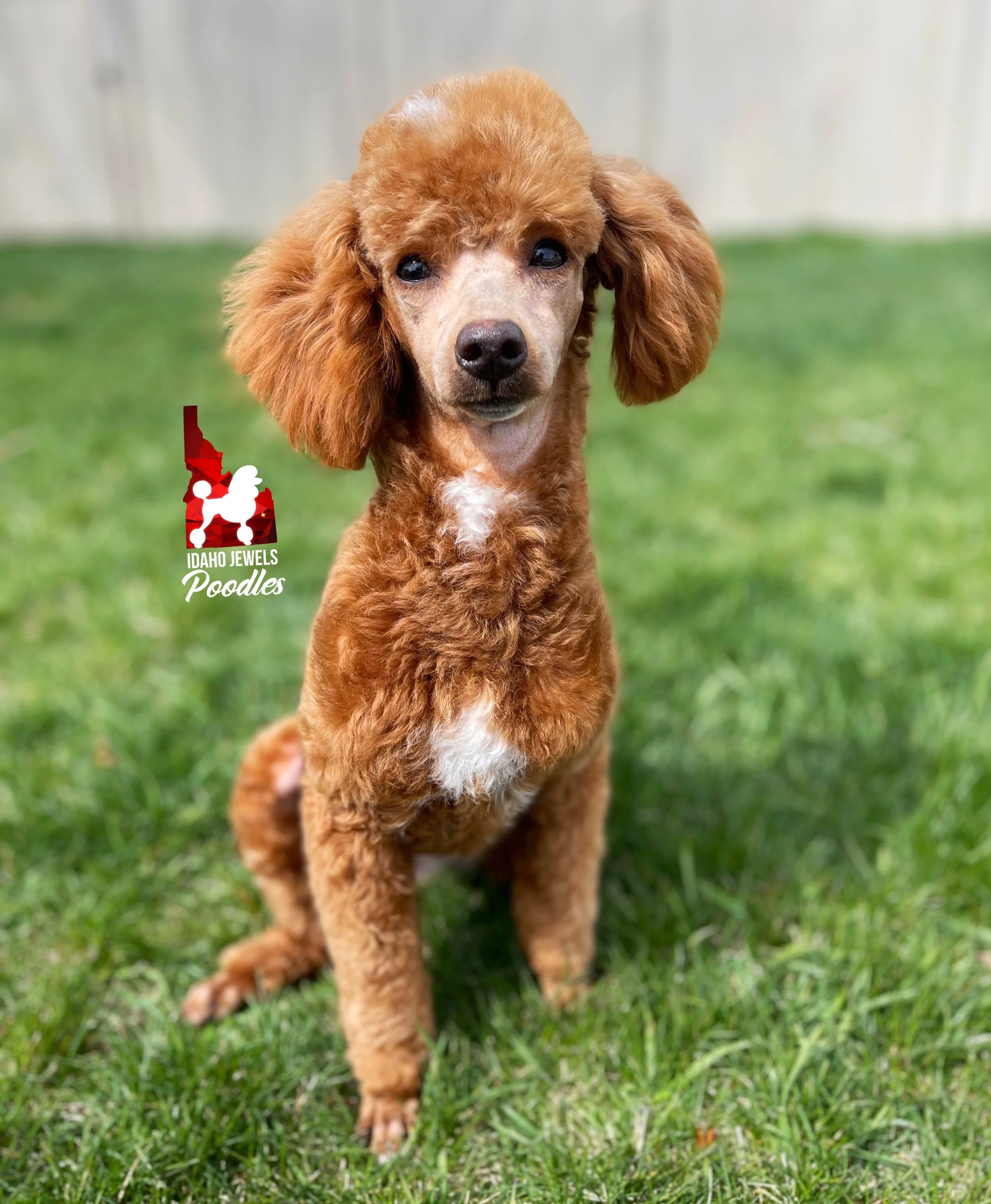 Idaho Jewels Poodles — Meet the Parents