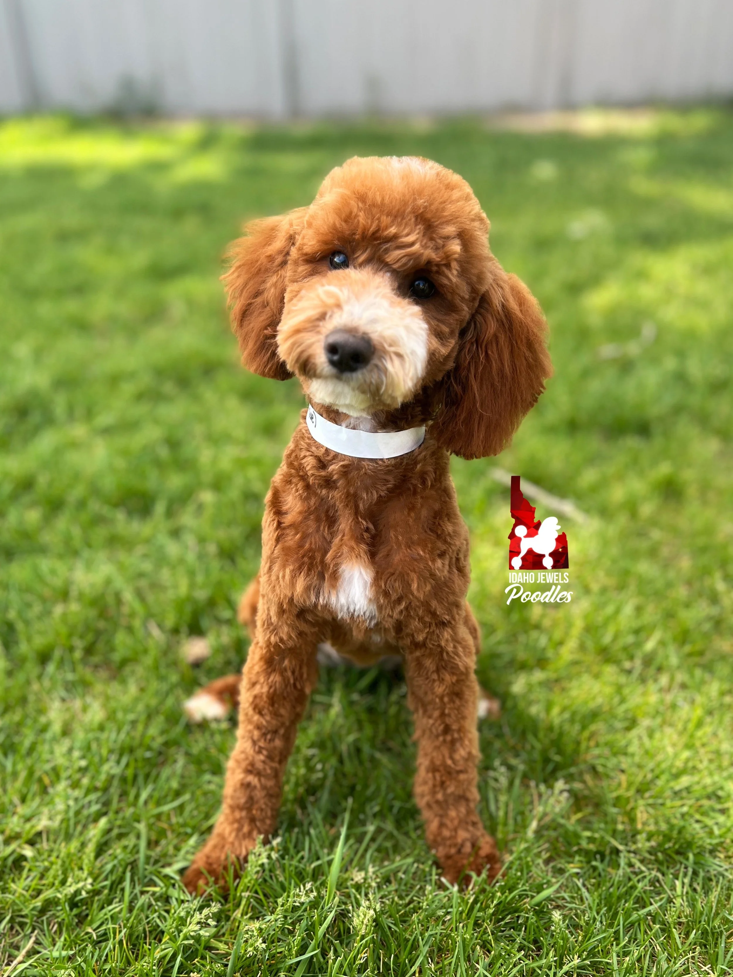 Idaho Jewels Poodles — Meet Addilynn