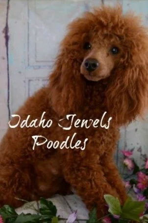 Idaho Jewels Poodles — Meet the Parents