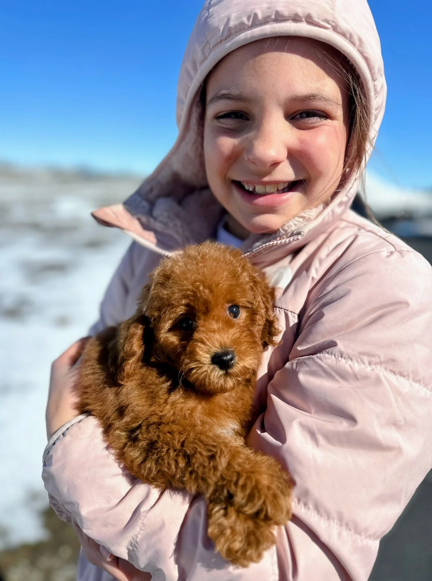 Idaho Jewels Poodles — Meet Piper