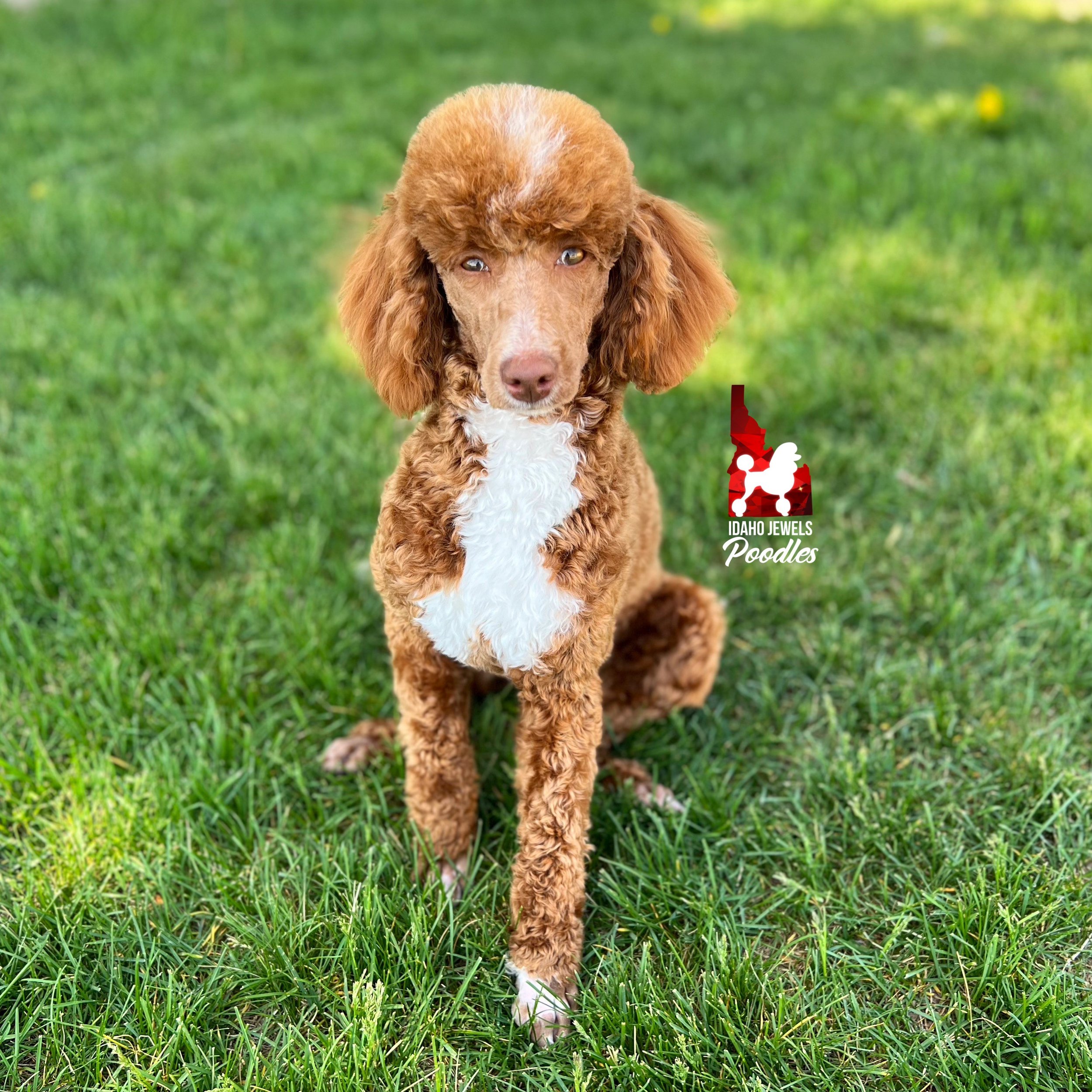 Idaho Jewels Poodles — Meet the Parents