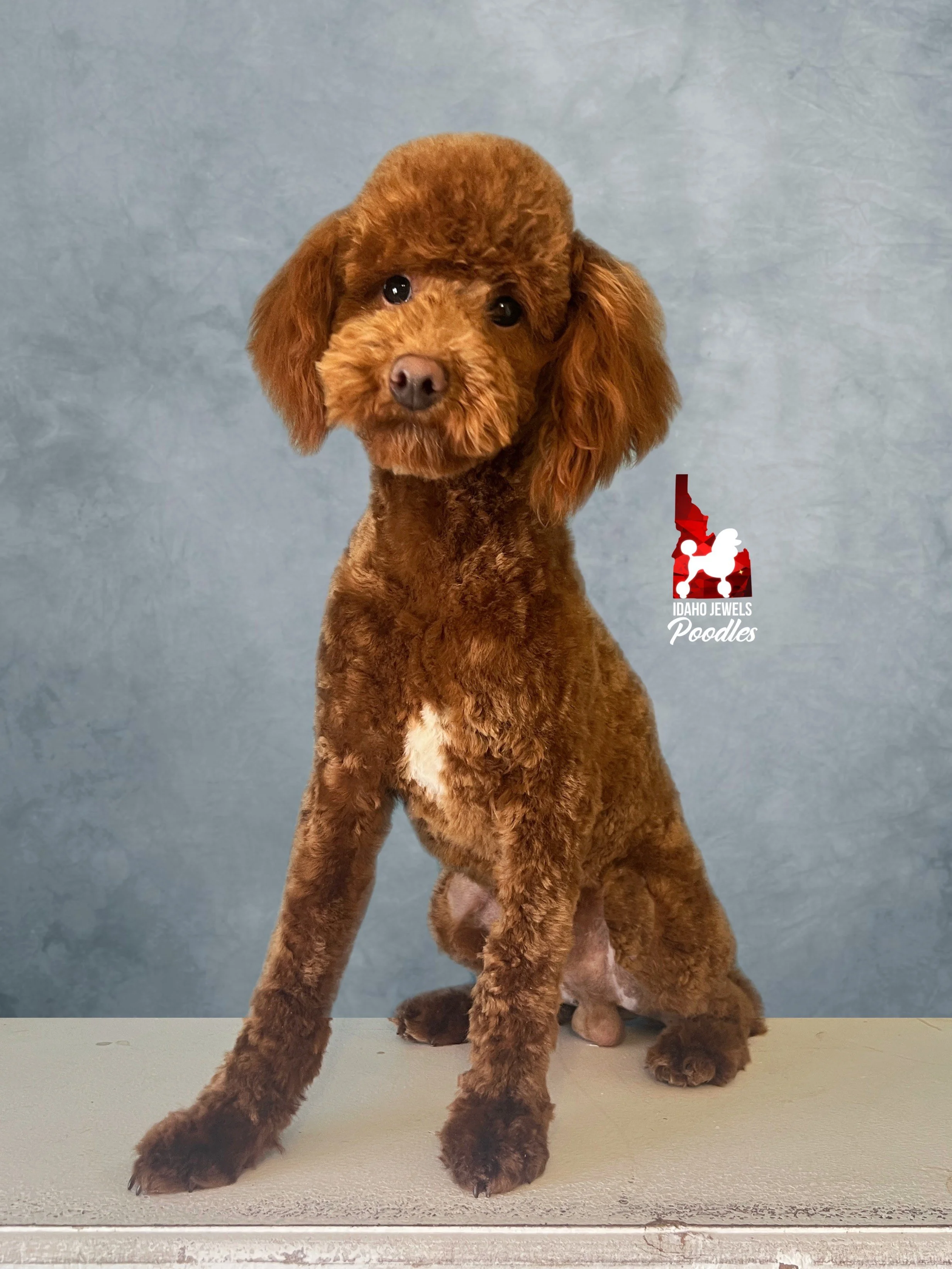 Idaho Jewels Poodles — Meet Toodles