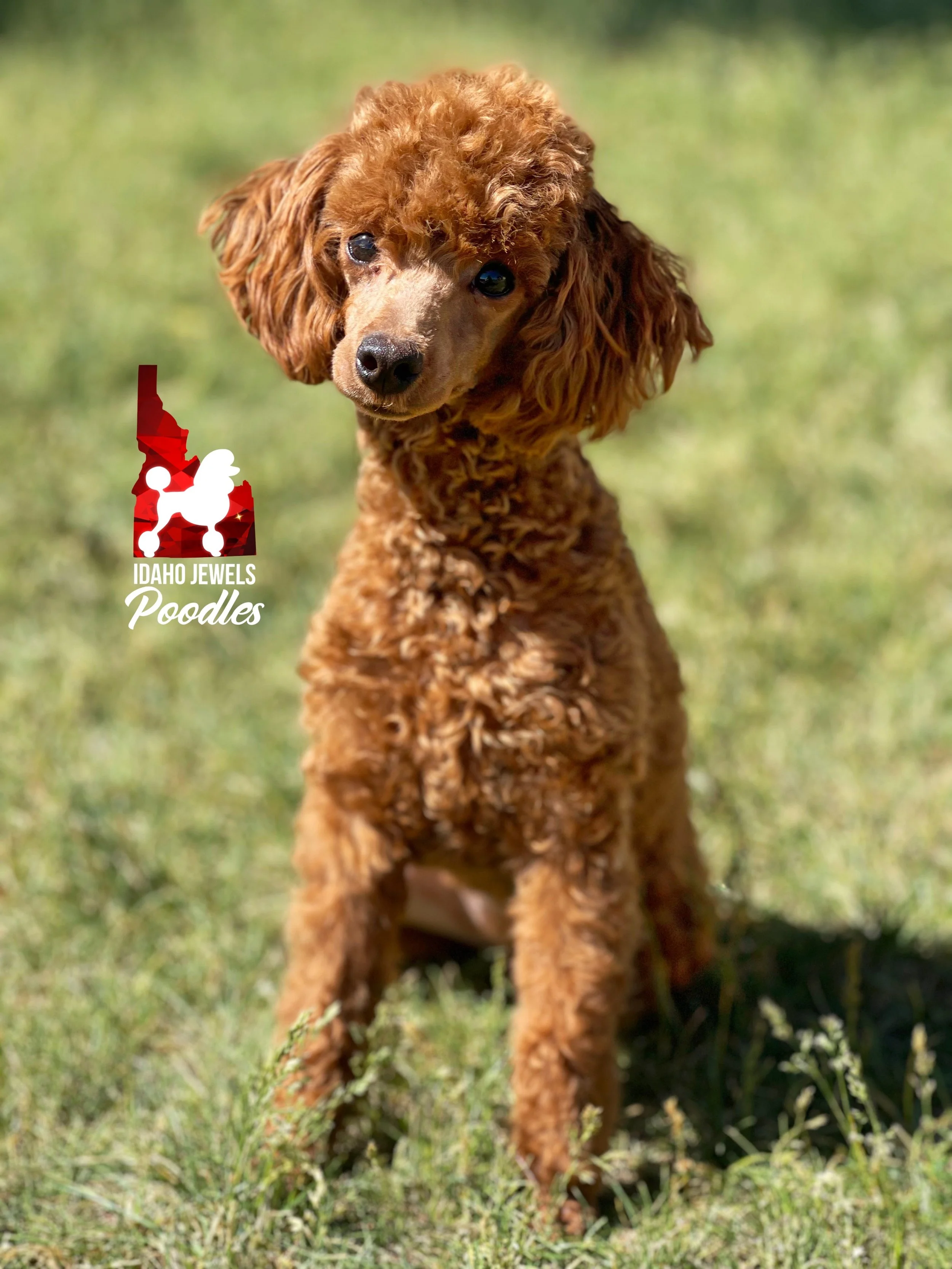 Idaho Jewels Poodles — Meet the Parents