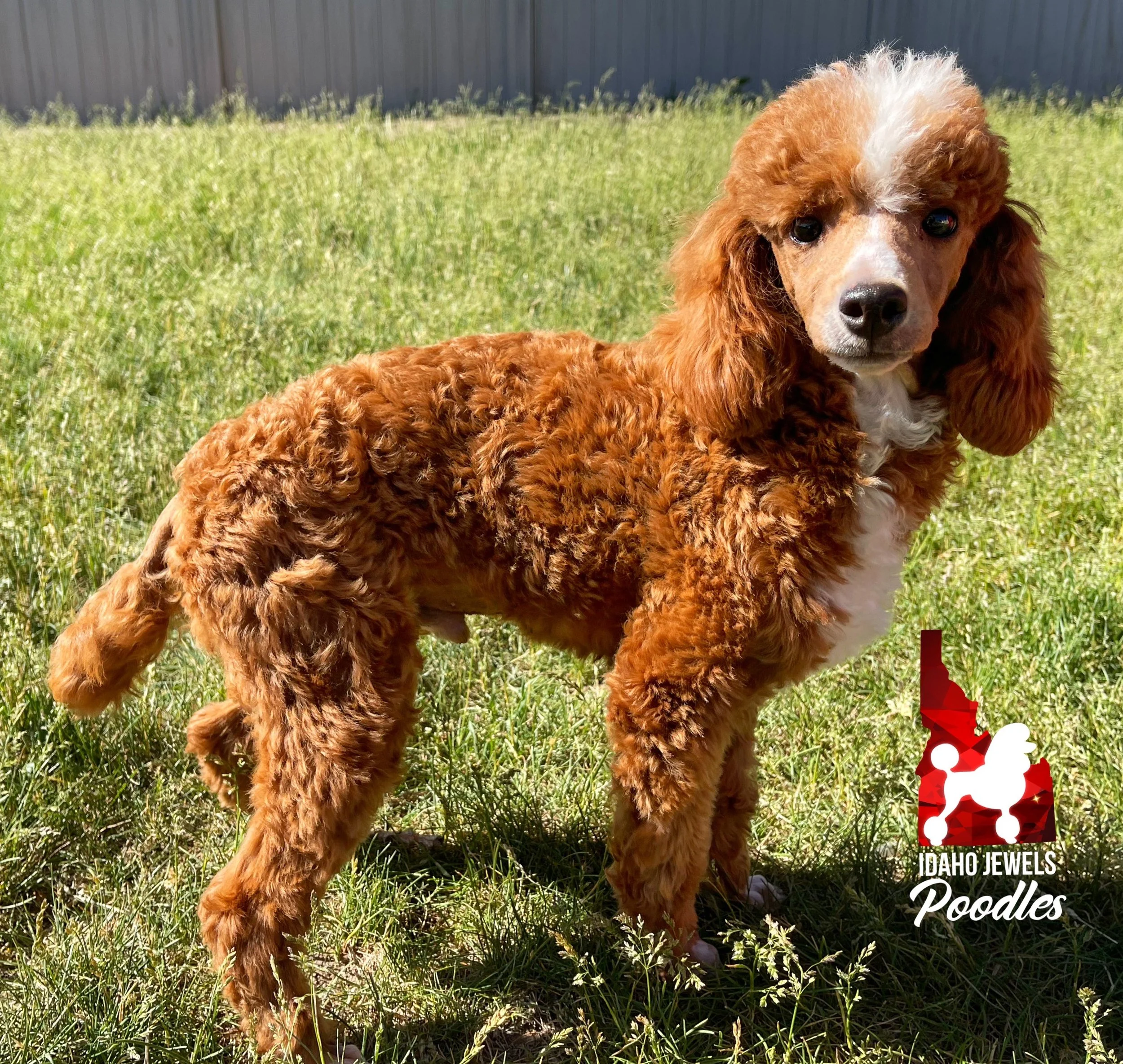 Idaho Jewels Poodles — Meet Jett