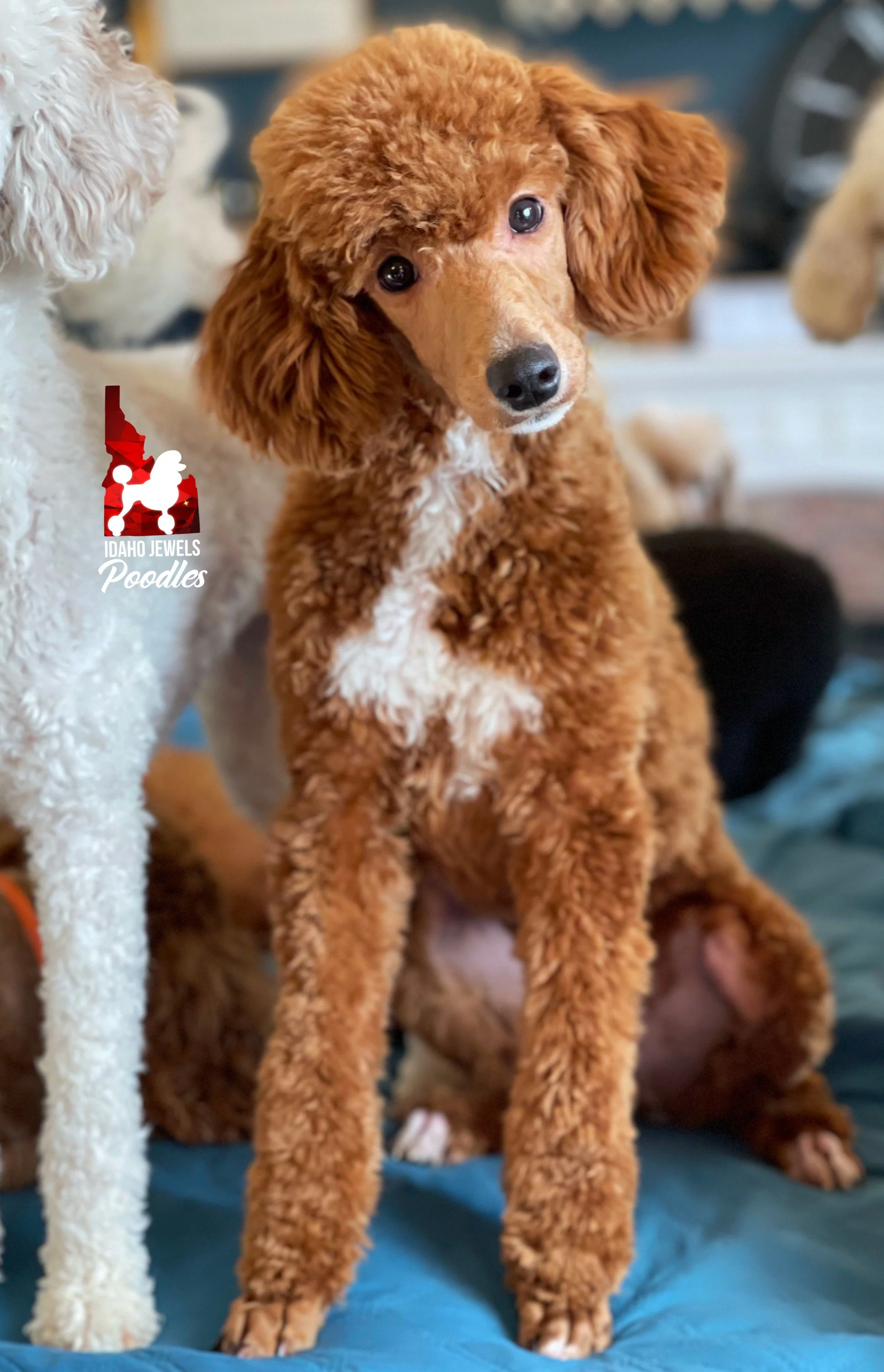 Idaho Jewels Poodles — Meet Foxy