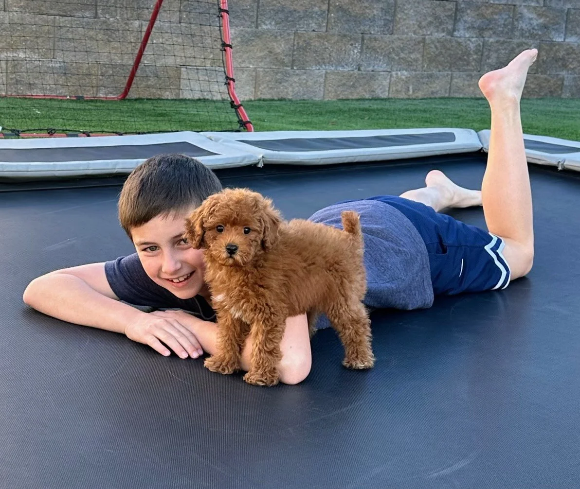 Idaho Jewels Poodles — Meet Piper