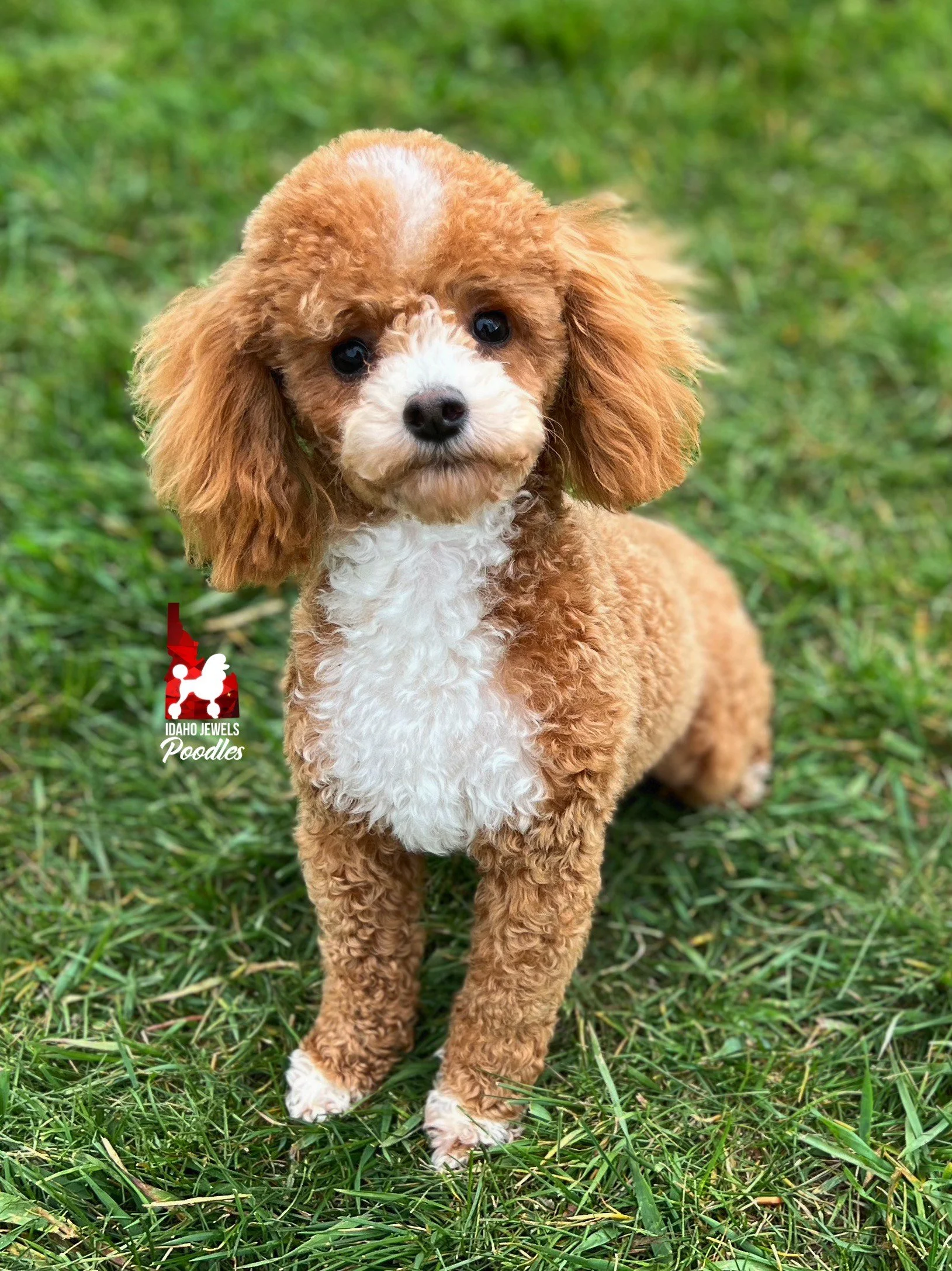 Idaho Jewels Poodles