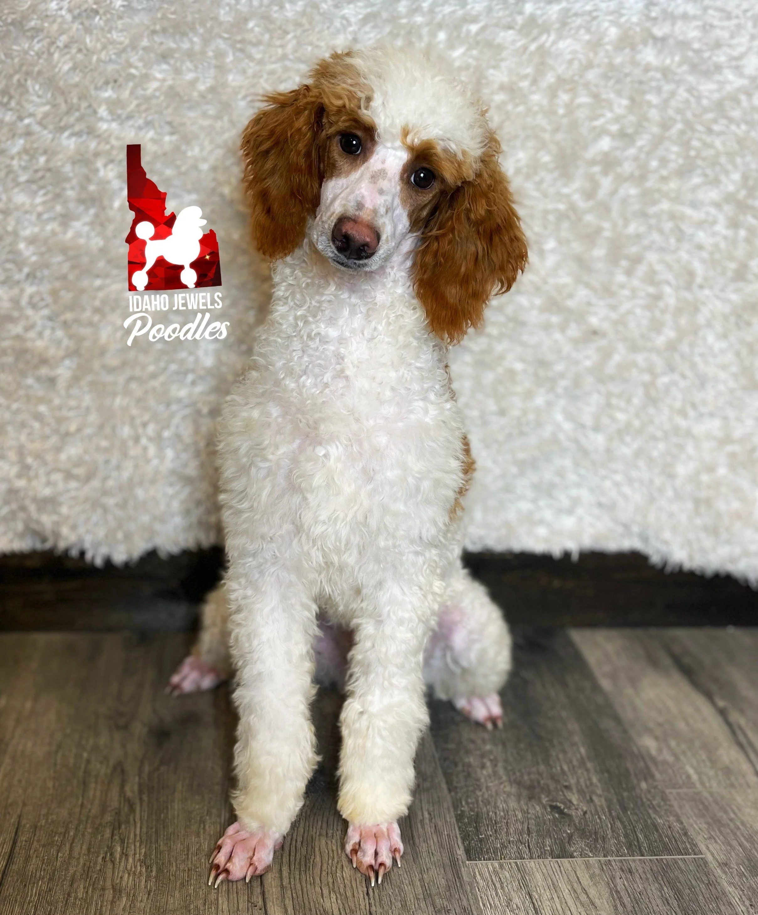 Idaho Jewels Poodles — Meet Knox