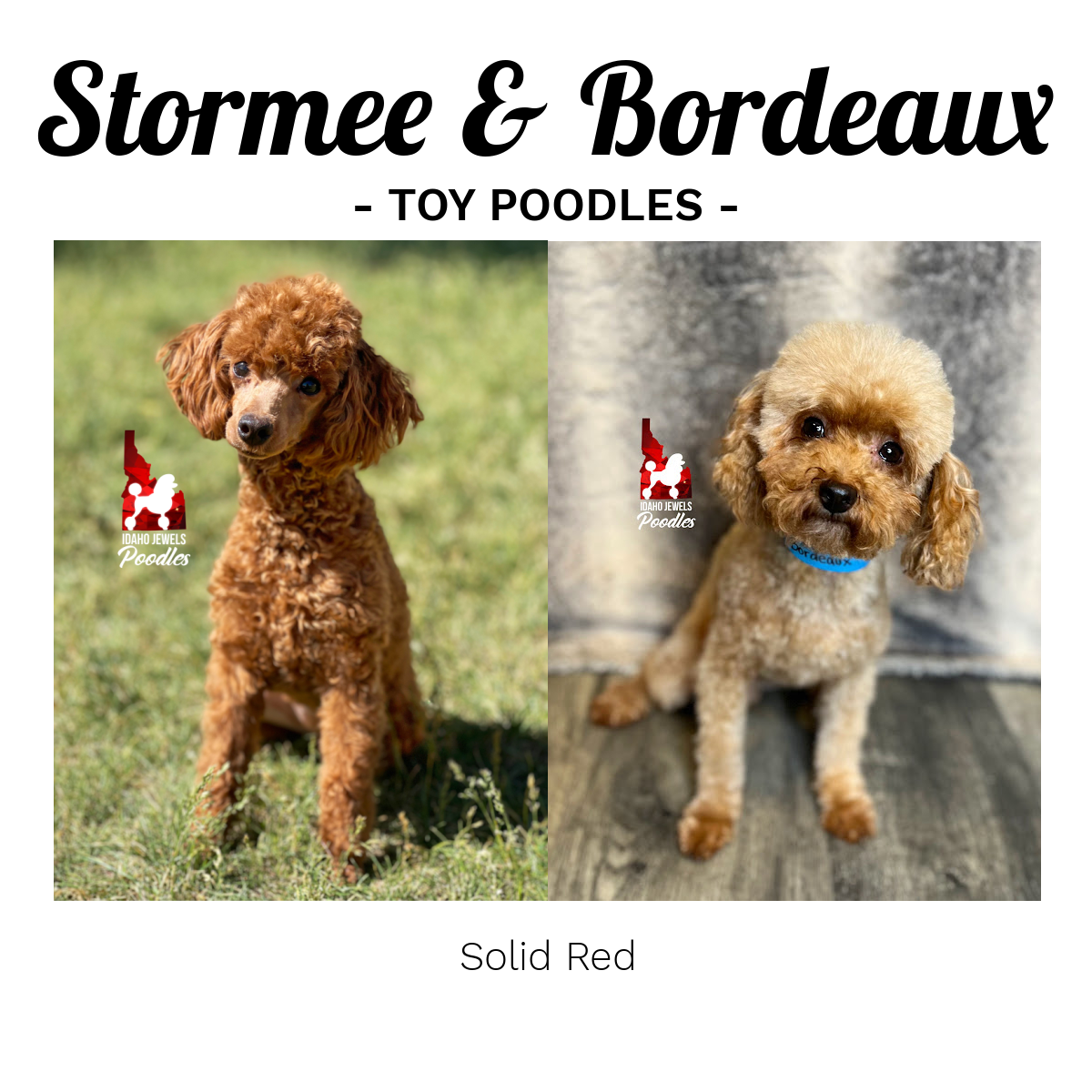 Idaho Jewels Poodles — Waiting Lists & Upcoming Litters