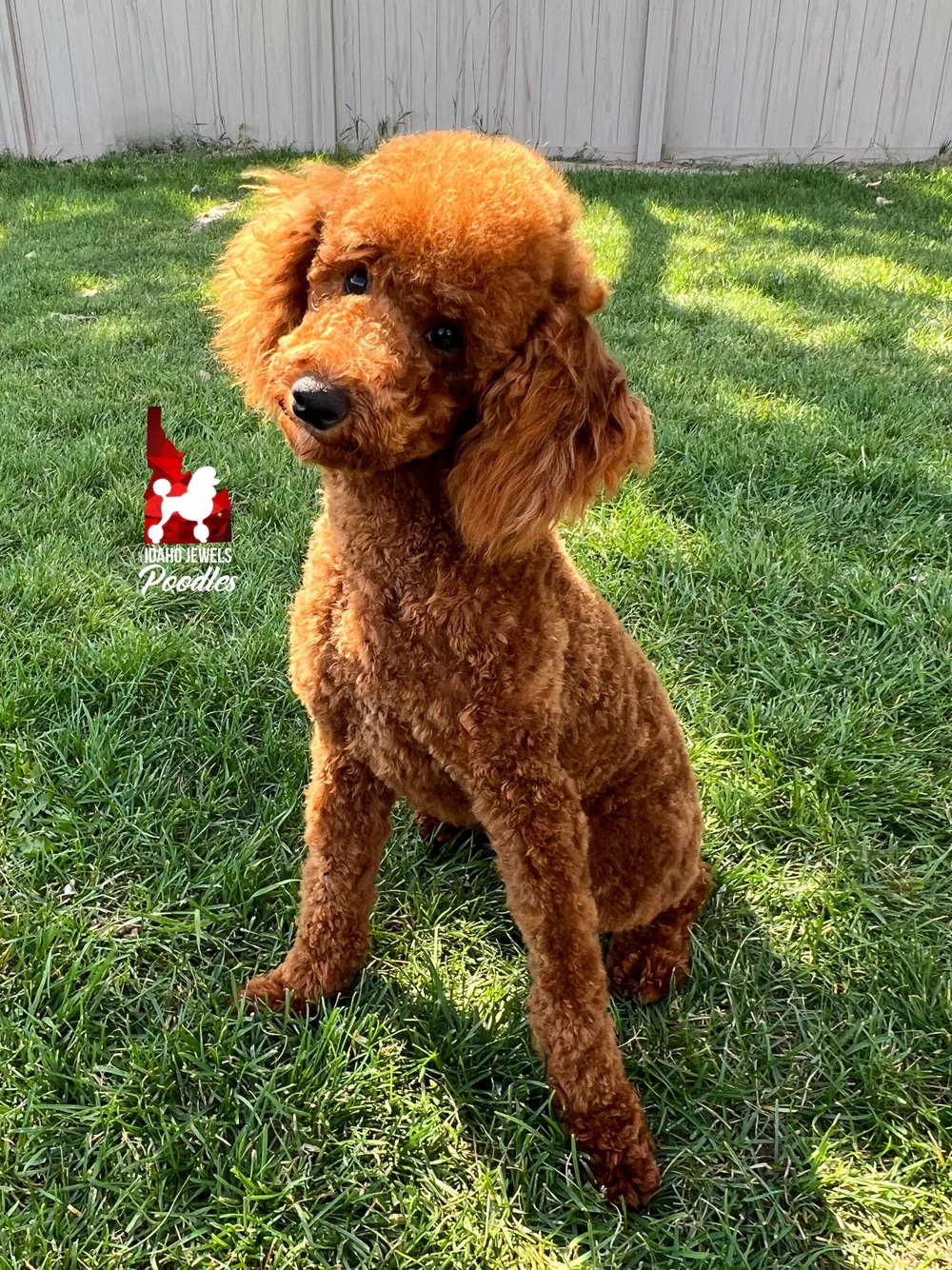 Idaho Jewels Poodles — Guardianship Program