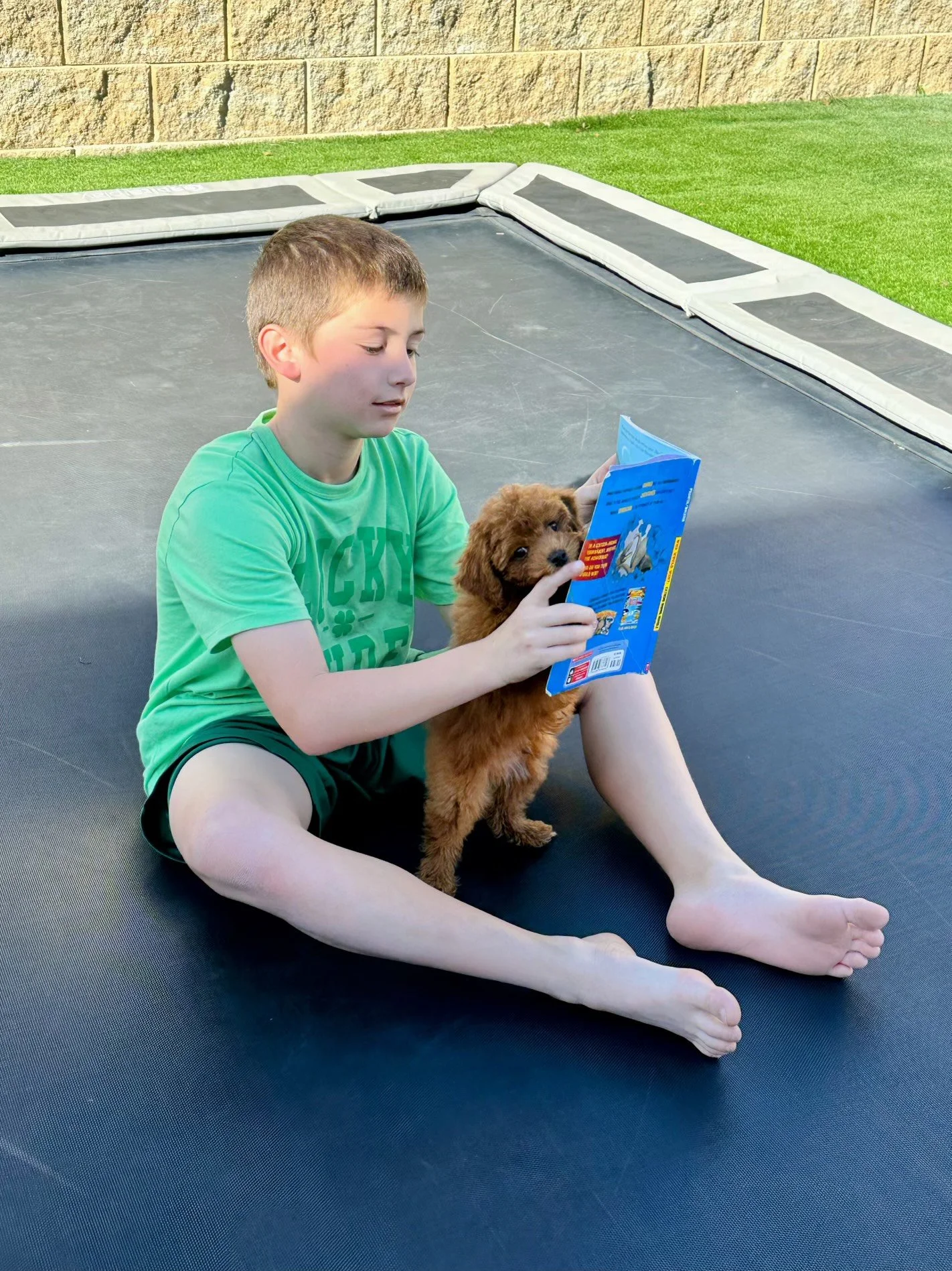 Idaho Jewels Poodles — Meet Piper