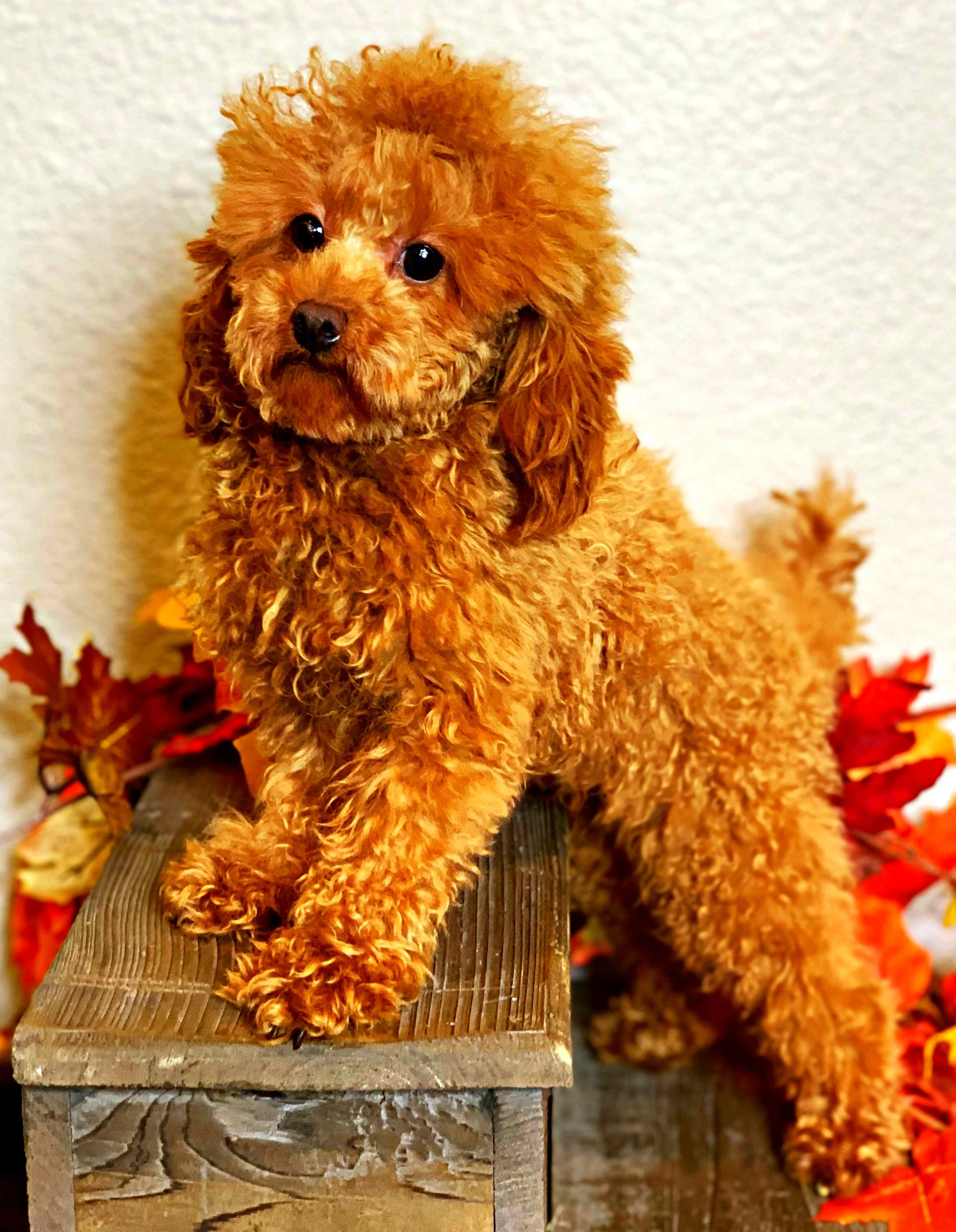 idaho-jewels-poodles-meet-thor