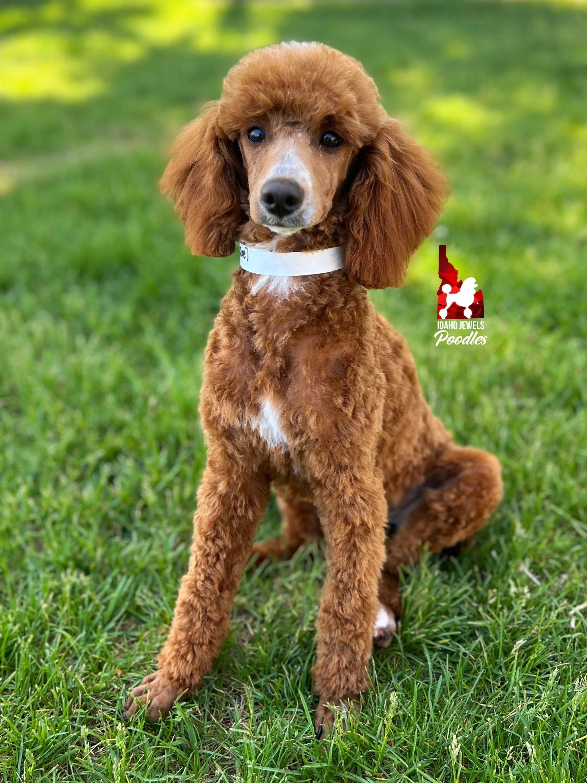 Idaho Jewels Poodles — Meet Addilynn