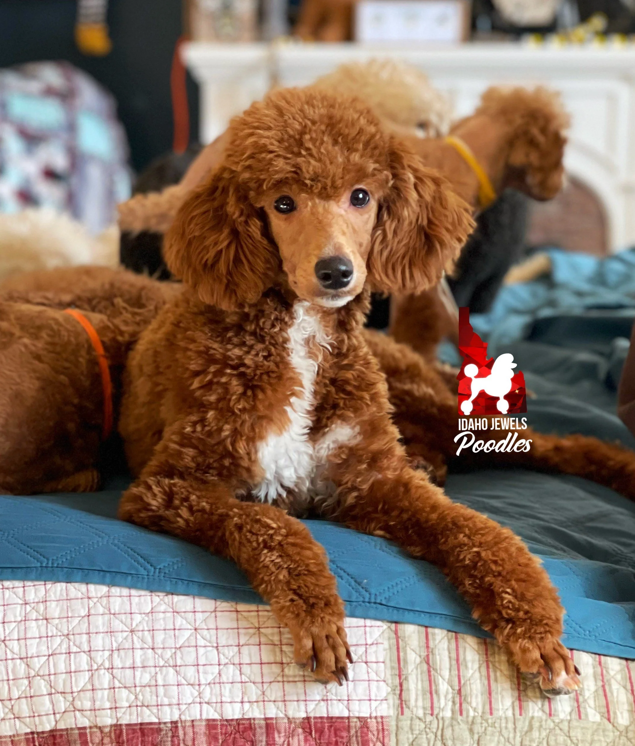 Idaho Jewels Poodles — Meet Foxy