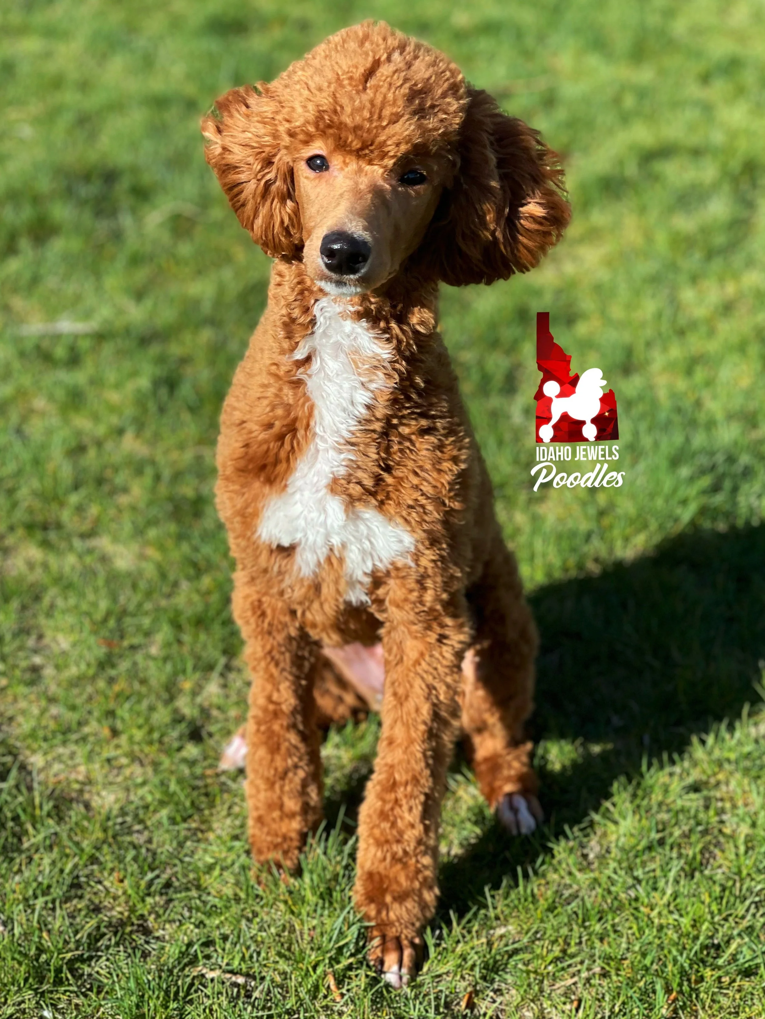 Idaho Jewels Poodles — Meet Foxy
