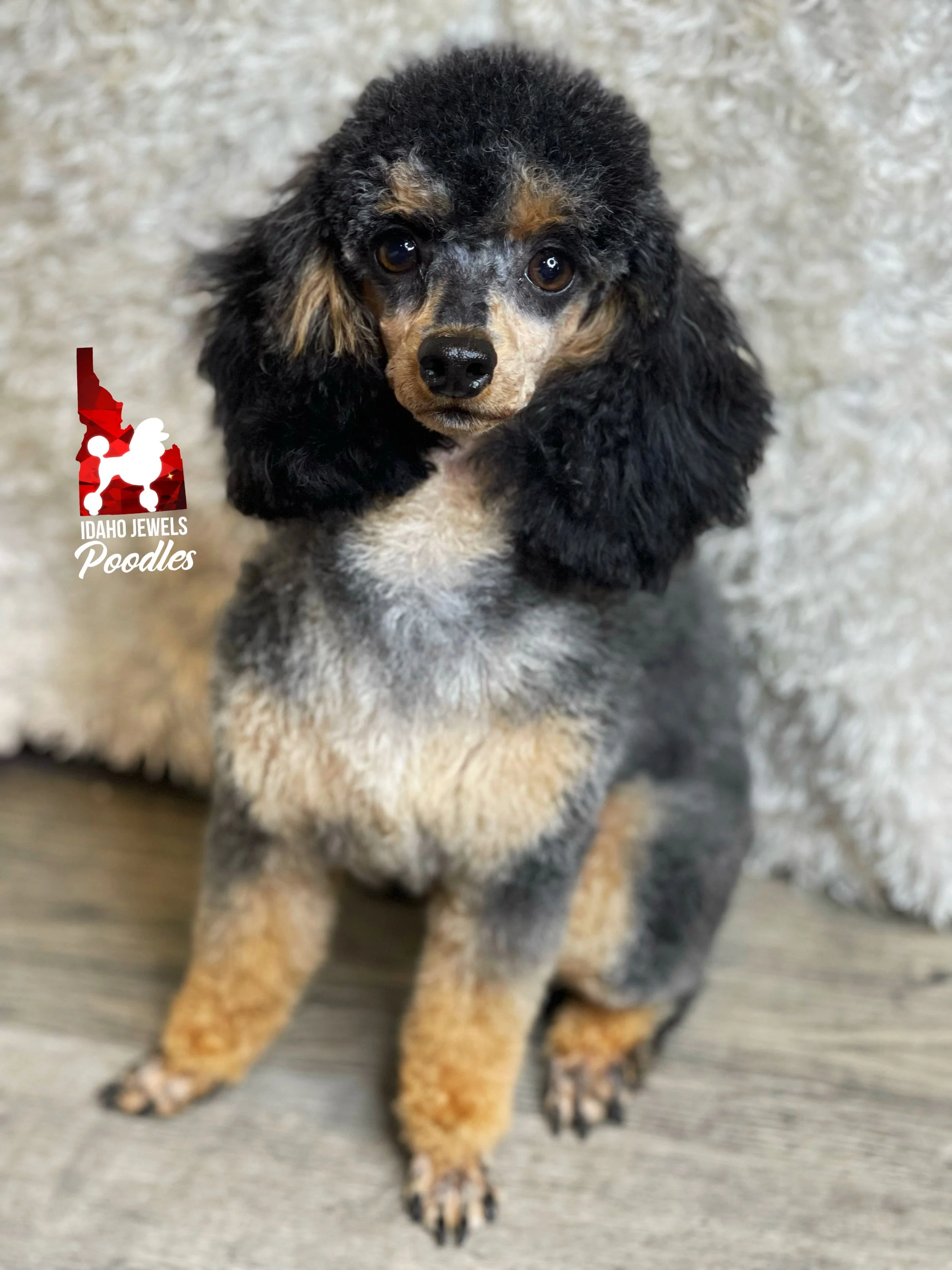 Idaho Jewels Poodles — (Retired) Meet Kit Kat