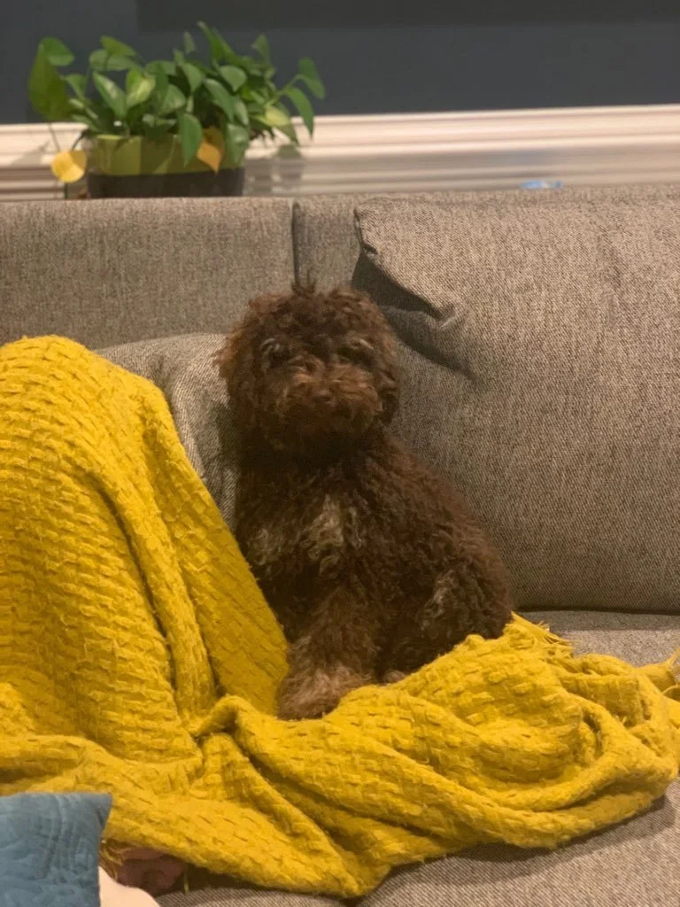Idaho Jewels Poodles — Meet Cagney (Retired)