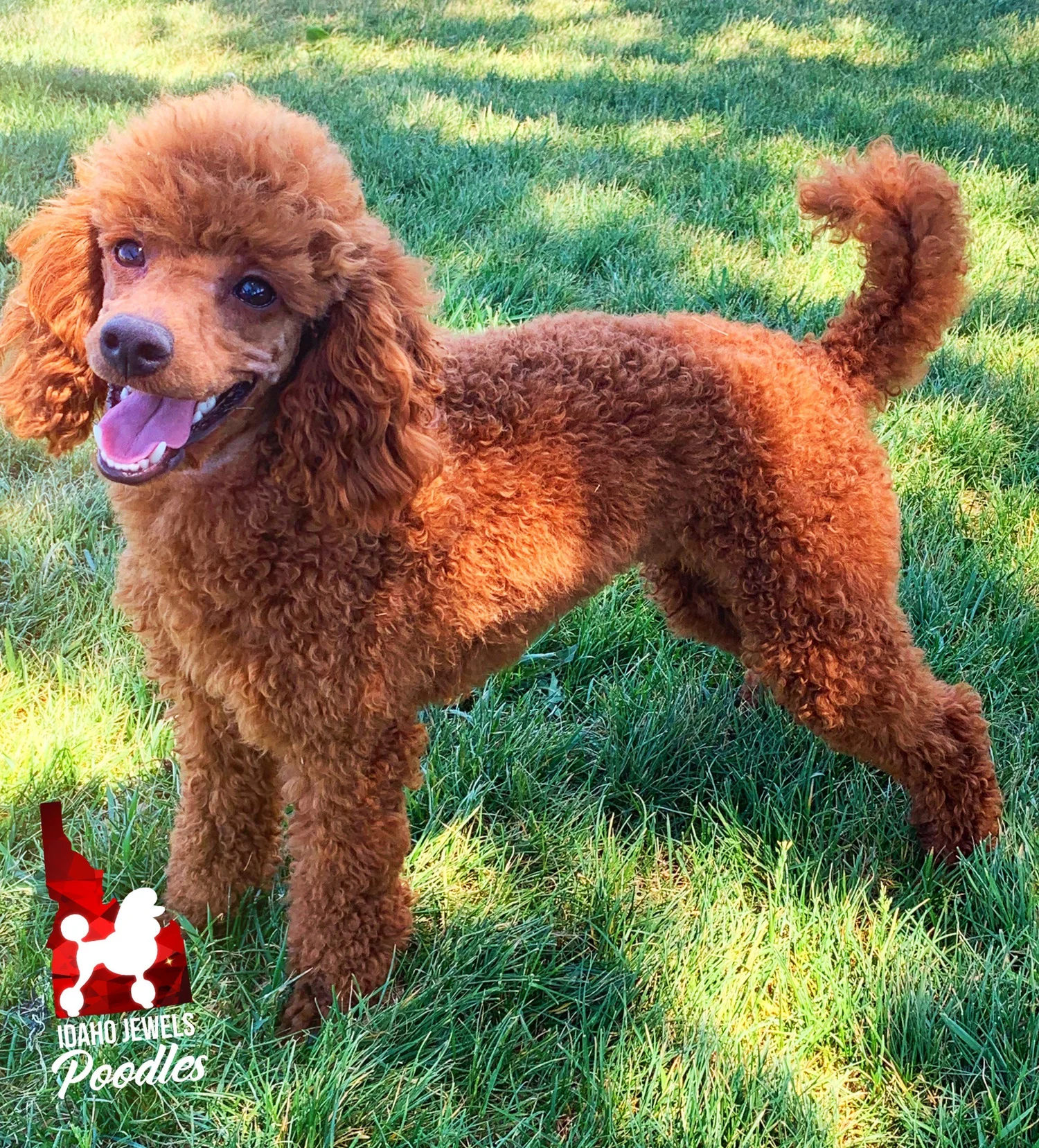 Idaho Jewels Poodles