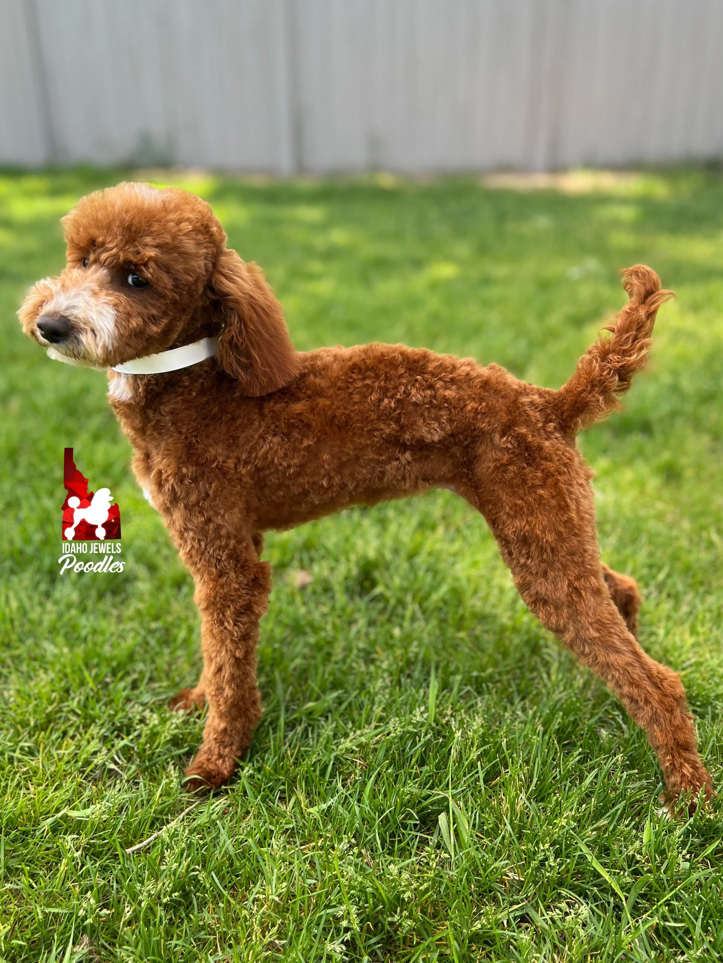 Idaho Jewels Poodles — Meet Addilynn