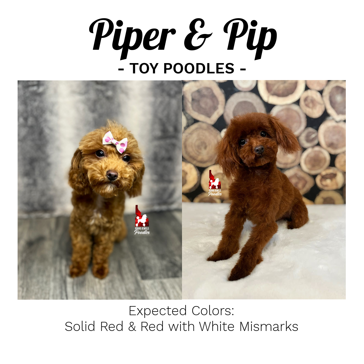 Idaho Jewels Poodles — Waiting Lists & Upcoming Litters