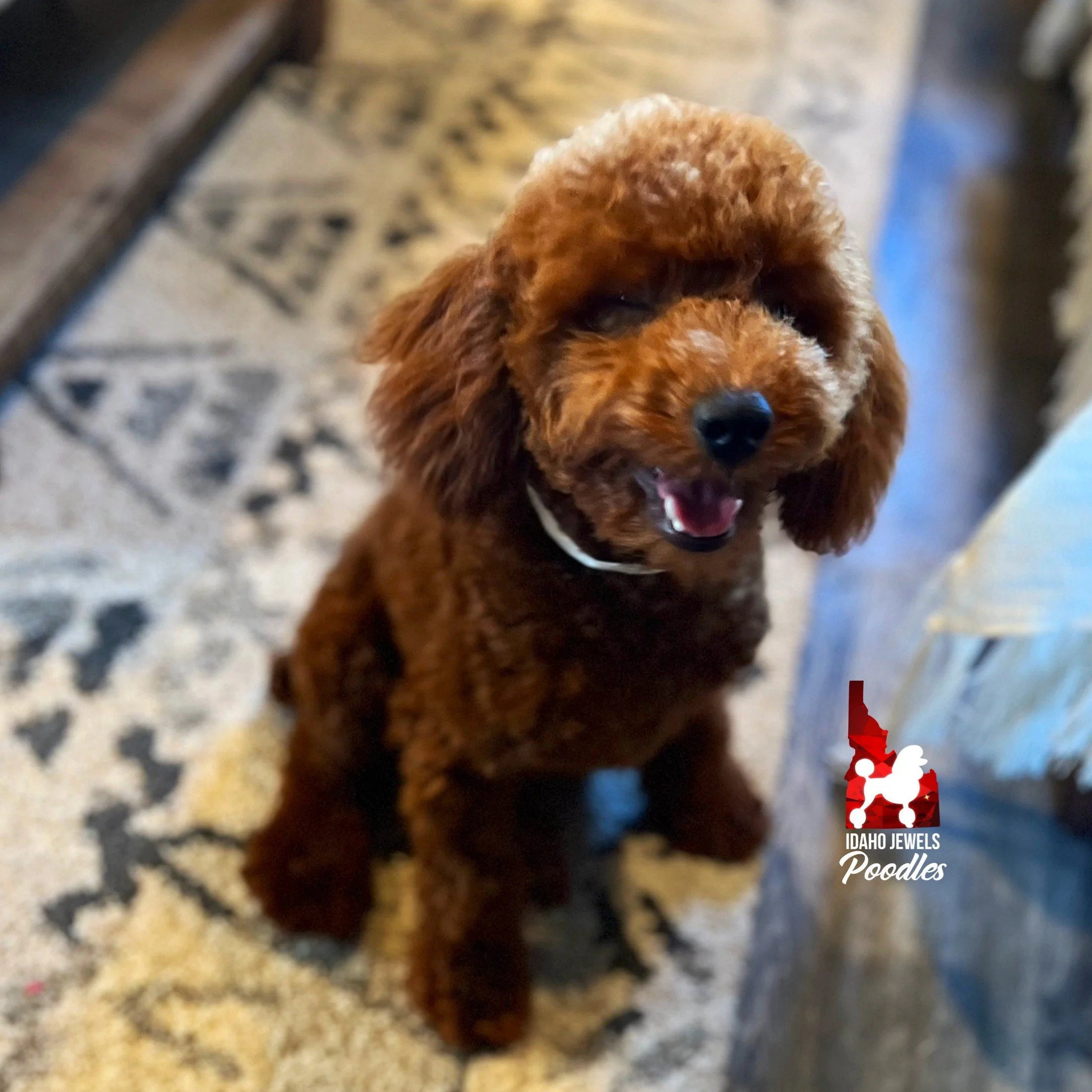 Idaho Jewels Poodles — Meet Savannah