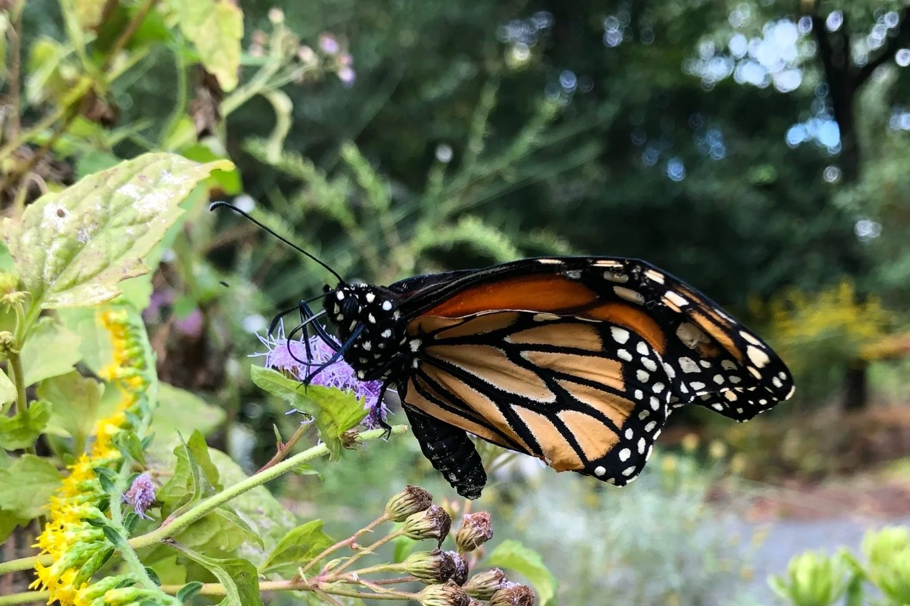 Right Plant, Right Place — Beloved Brook Natives