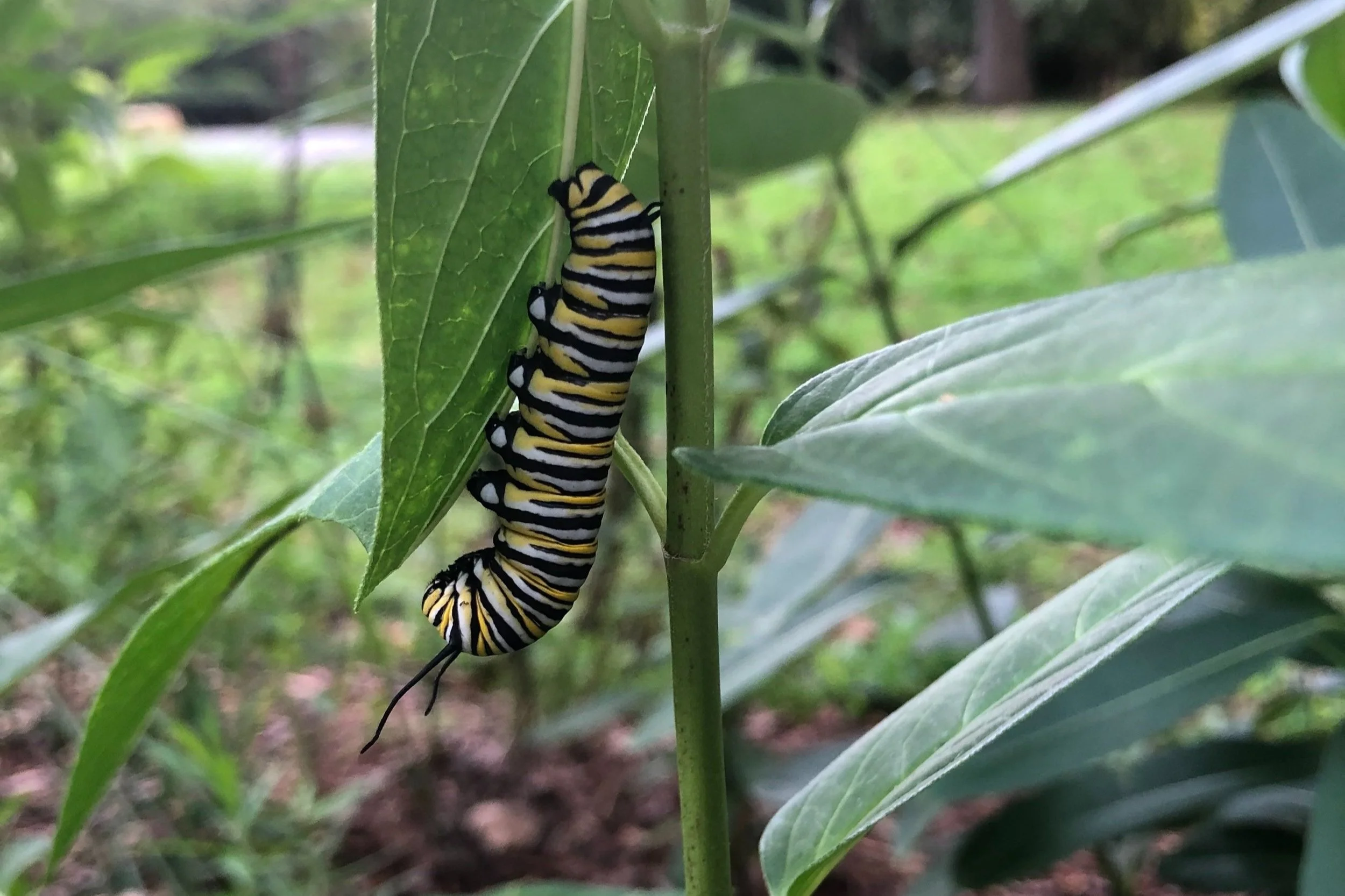 Right Plant, Right Place — Beloved Brook Natives