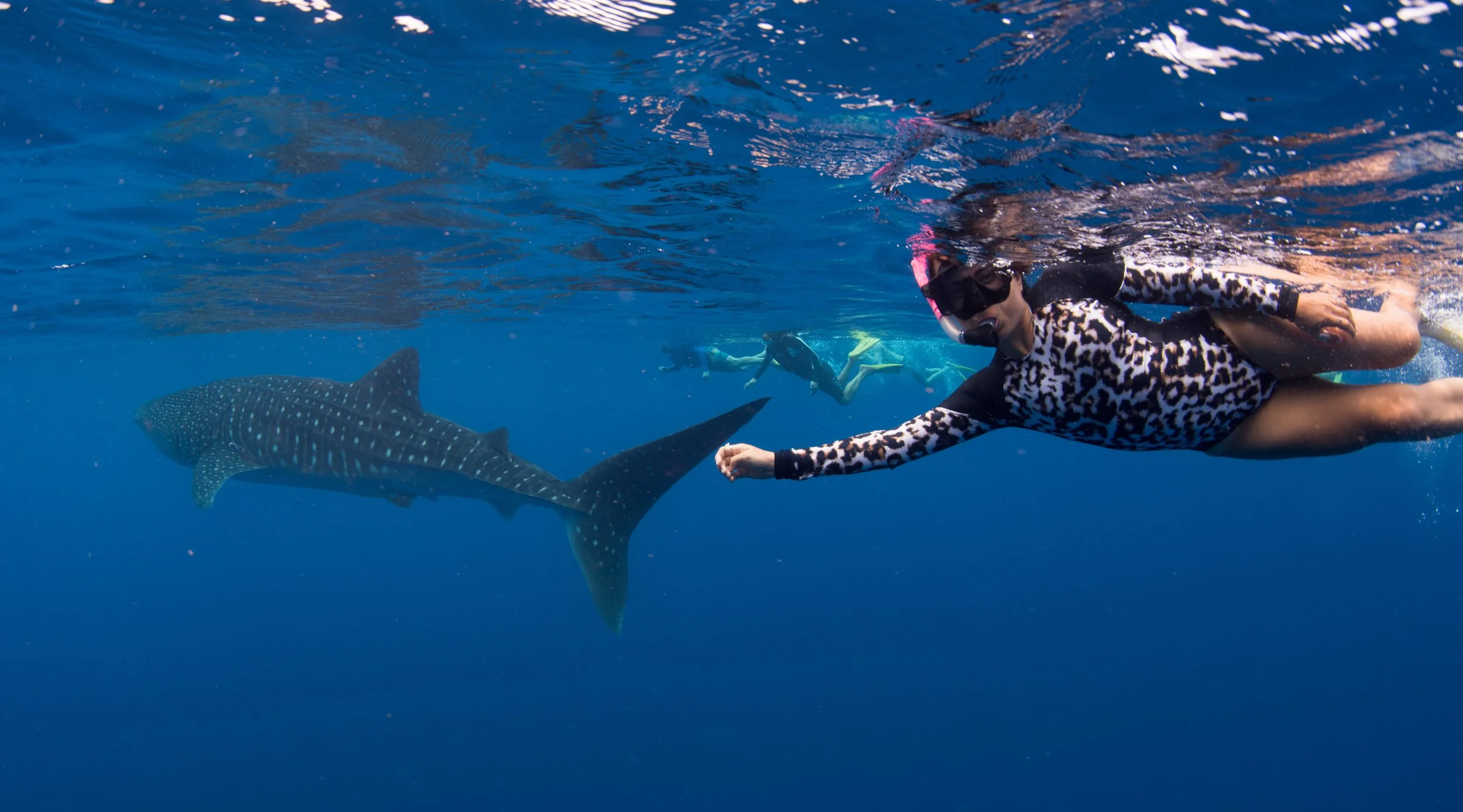 Marine Biologist | Comparative Psychologist