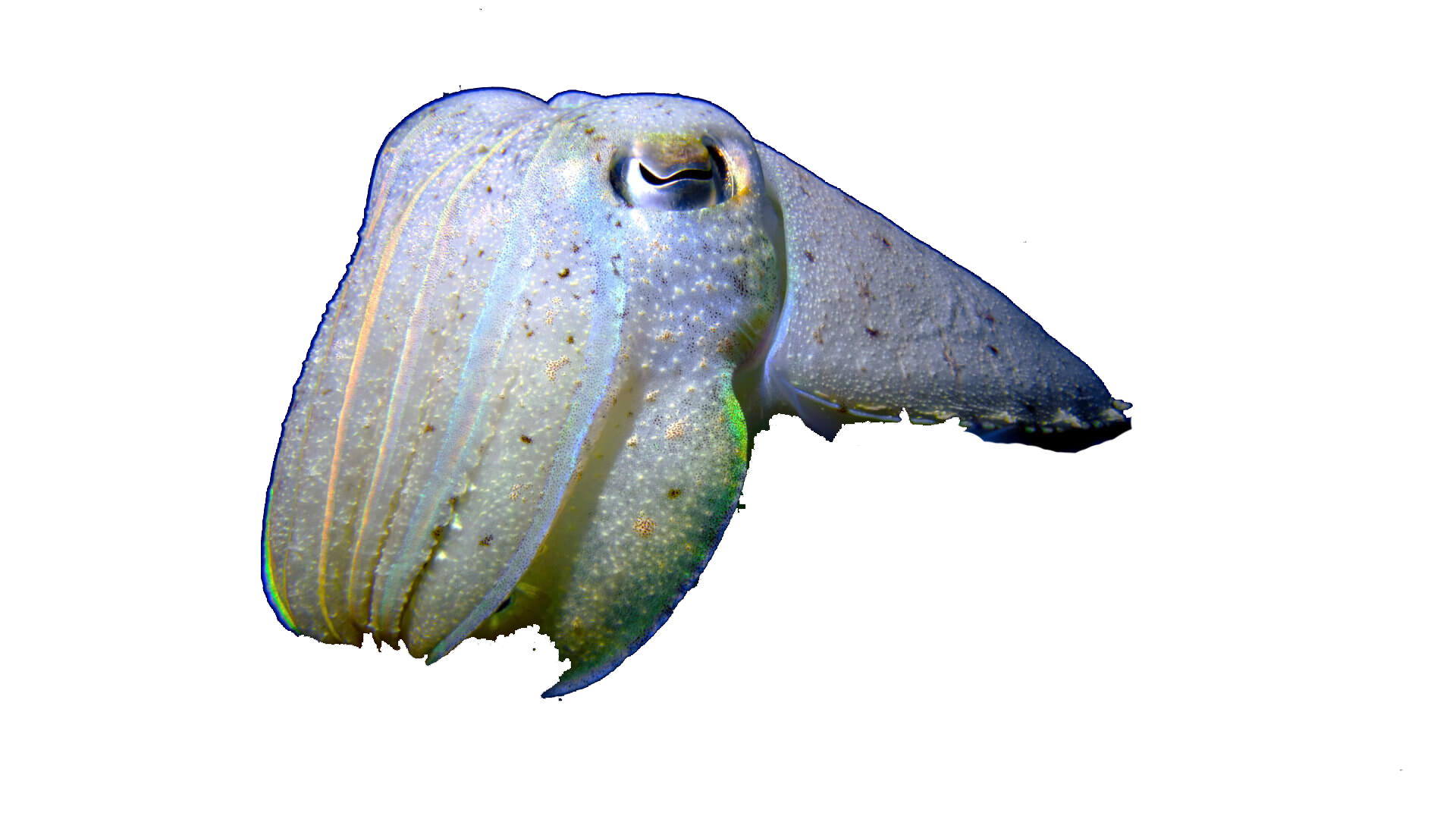 Marine Biologist | Comparative Psychologist