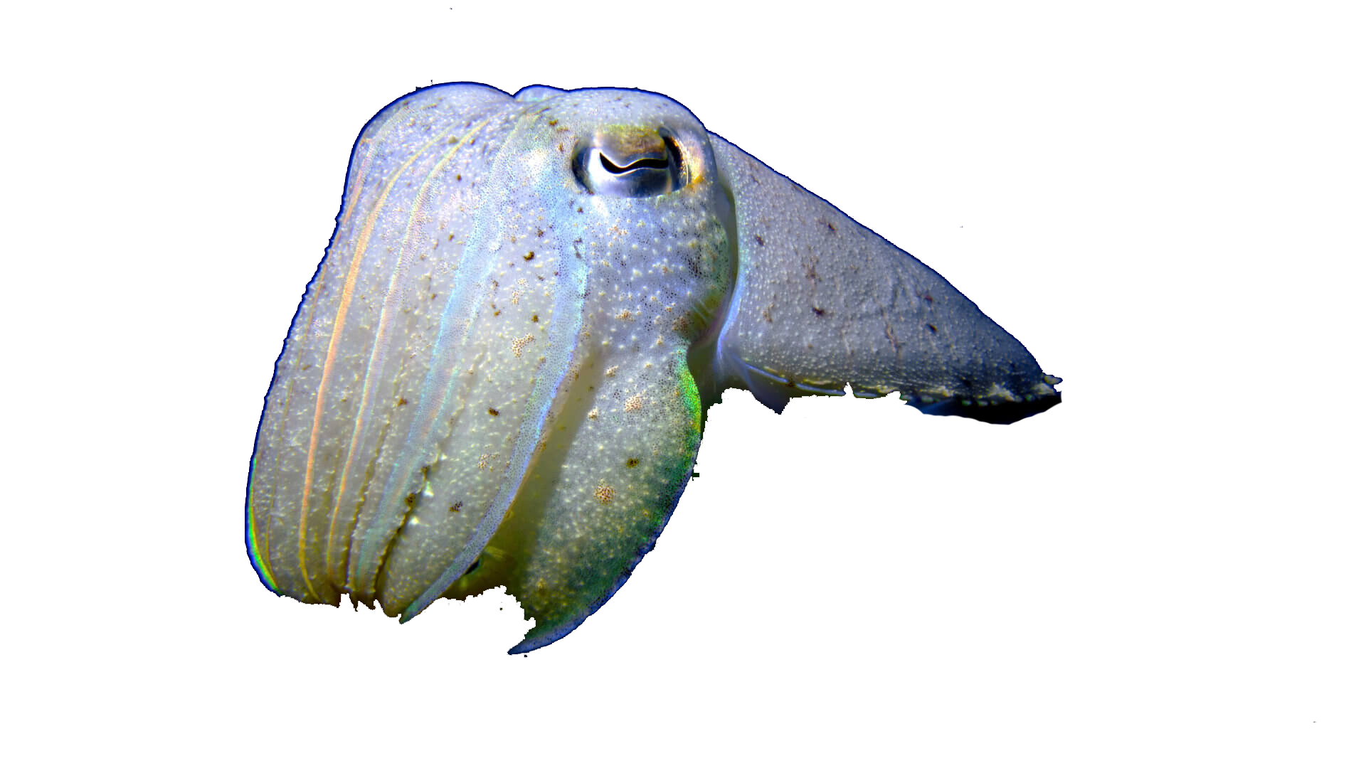 Marine Biologist | Comparative Psychologist