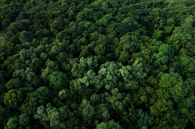 Hordengatter — TreeShield