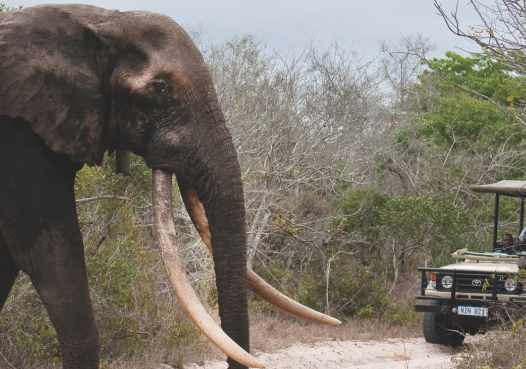 Tembe Elefanten Park