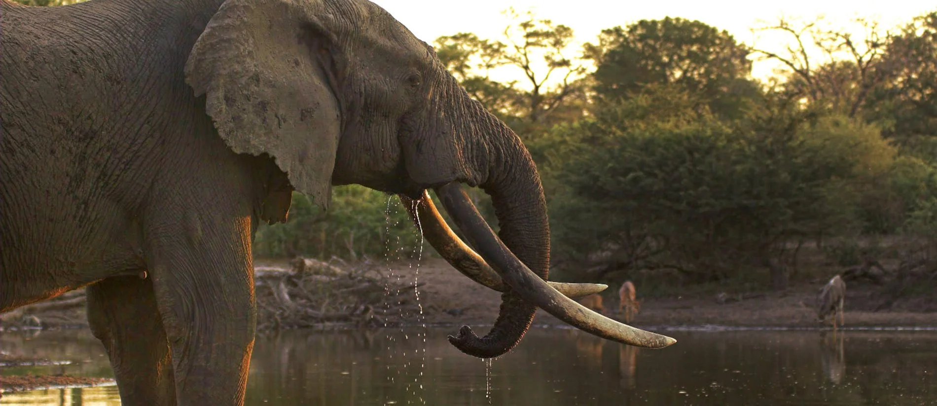 Tembe Elefanten Park