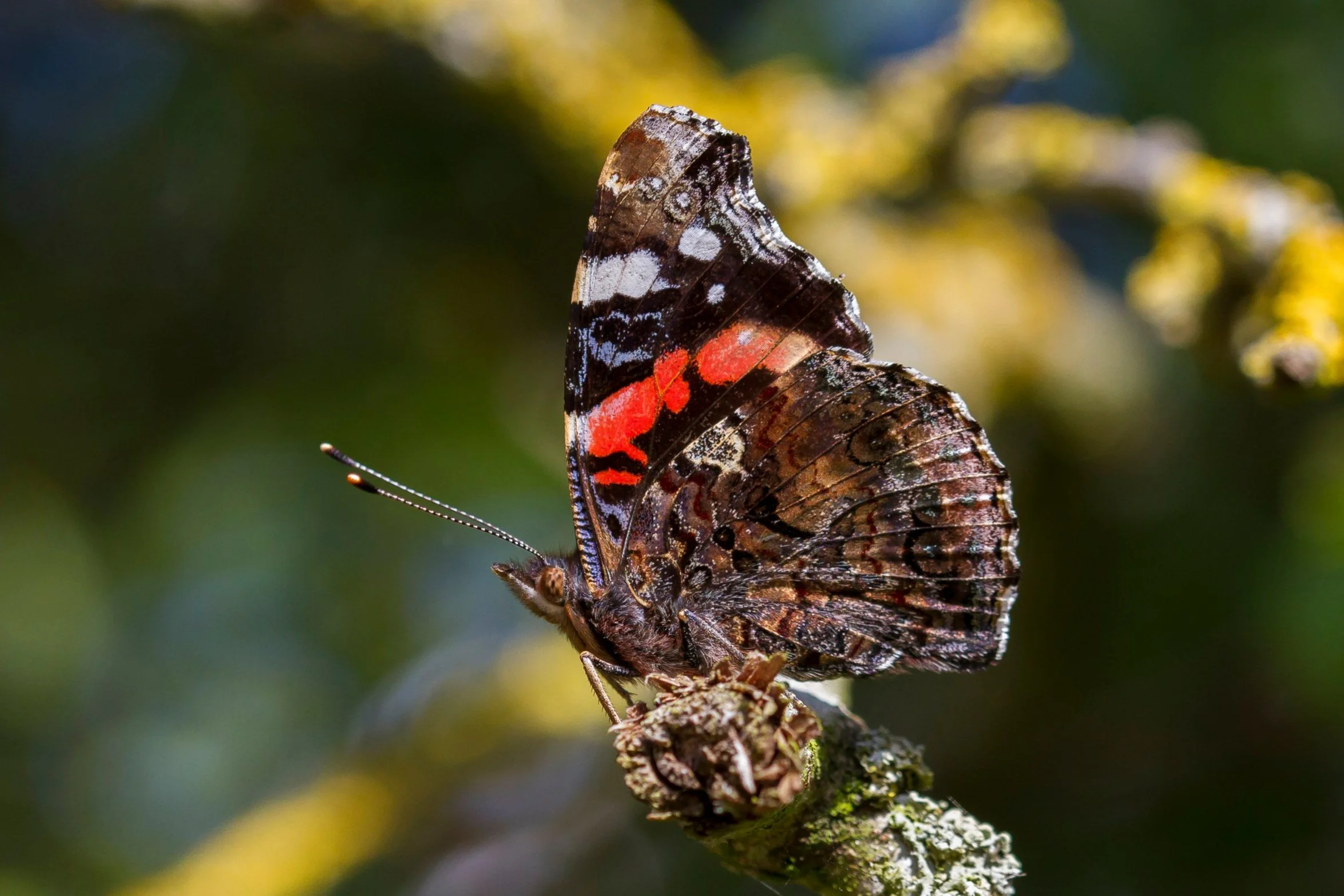 Red Admiral — Northants Butterflies