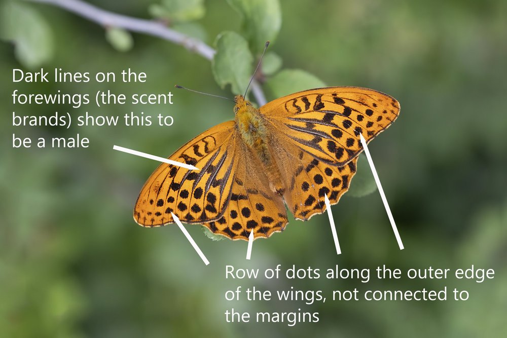 Identifying Confusion Species - The Fritillaries — Northants Butterflies