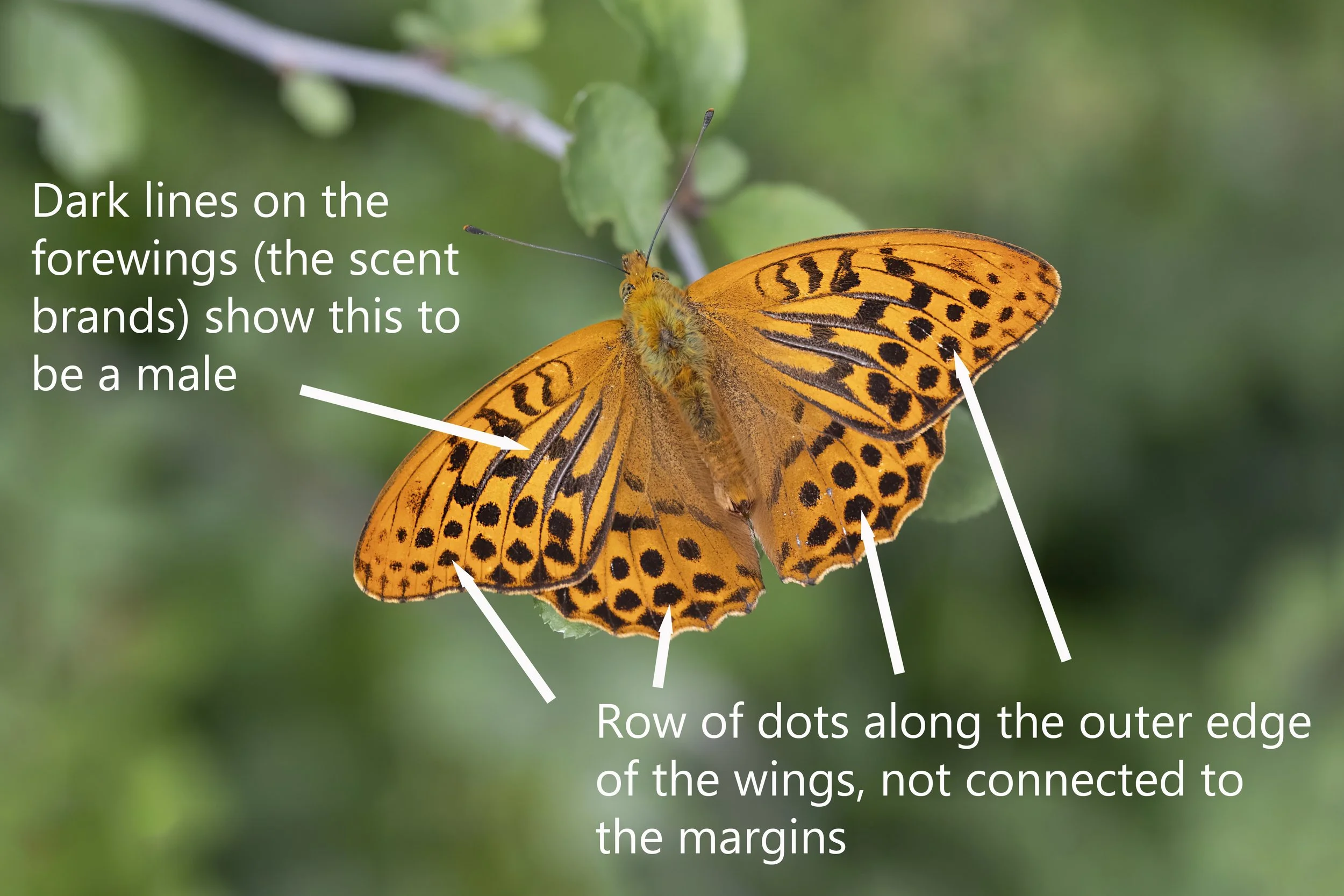 Identifying Confusion Species - The Fritillaries — Northants Butterflies