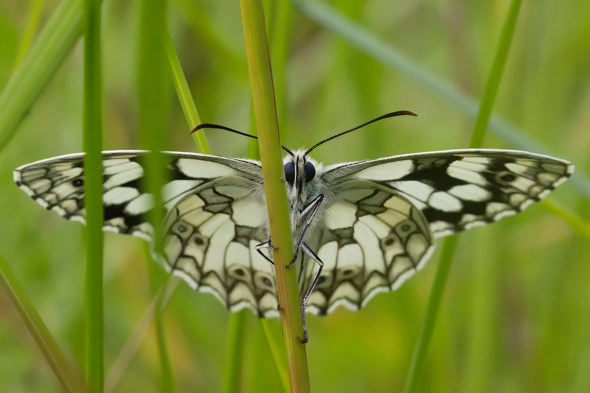 Marbled White — Northants Butterflies
