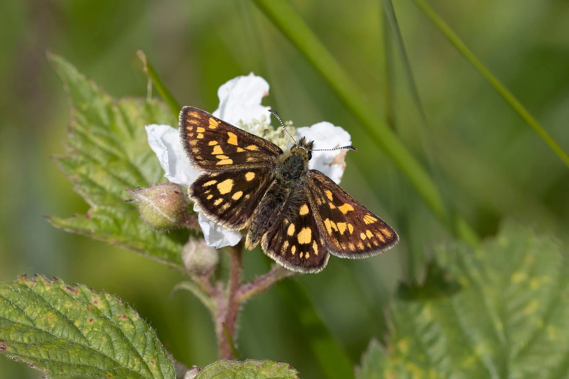 Chequered Skipper — Northants Butterflies