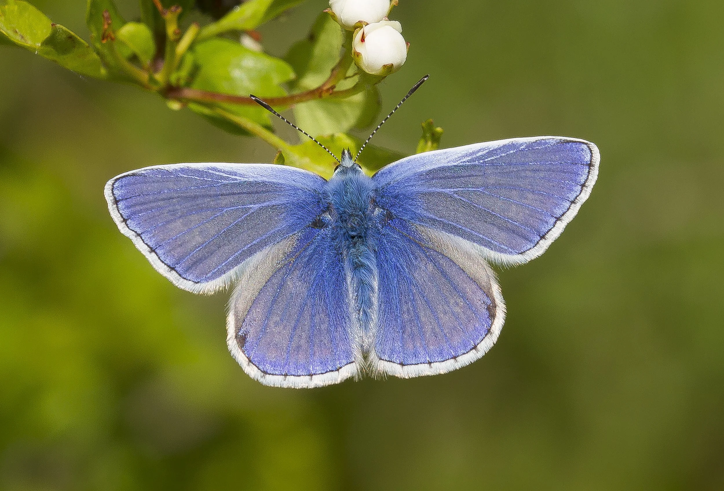 Blues, Brown Argus and Small Copper — Northants Butterflies