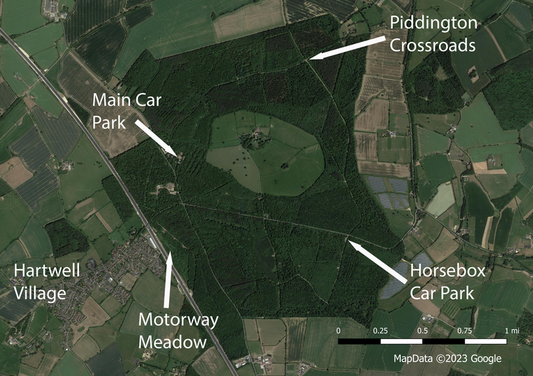 Site Guide: The Butterflies in Northamptonshire's Salcey Forest ...