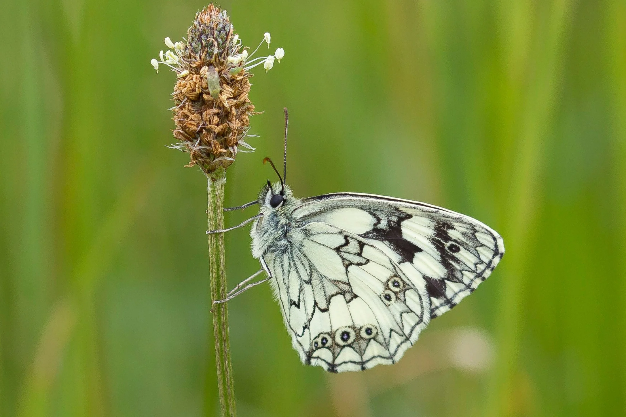 Marbled White — Northants Butterflies