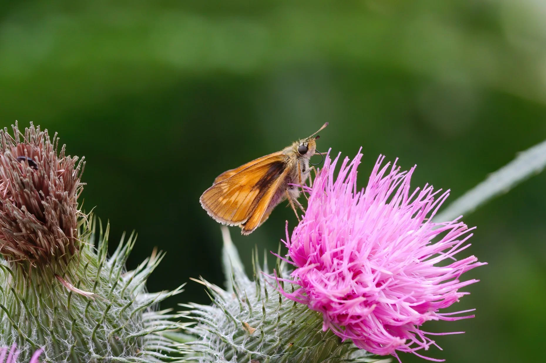 Large Skipper — Northants Butterflies