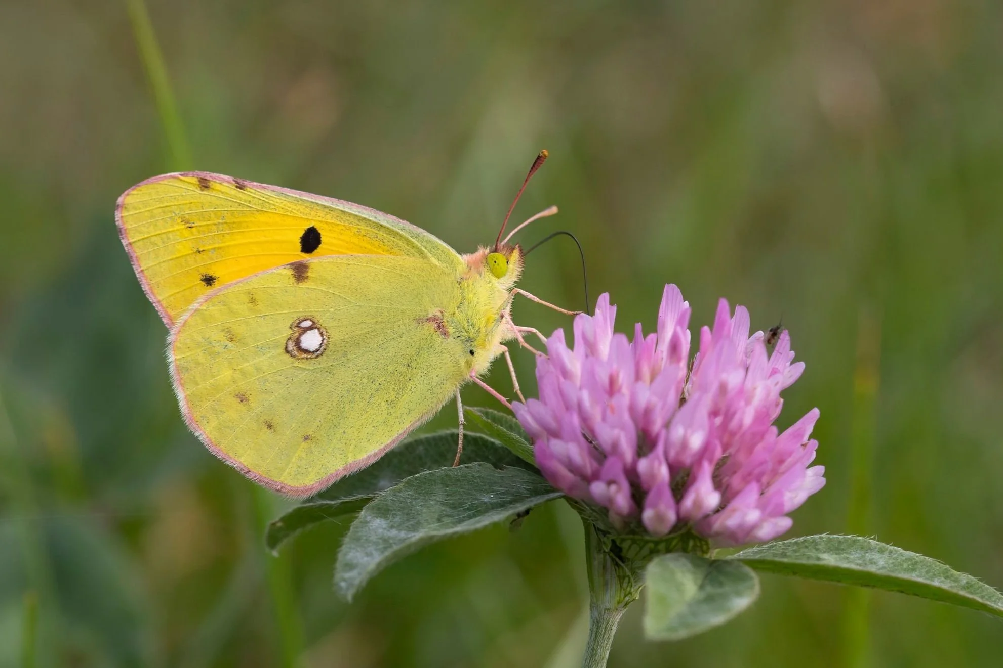 Clouded Yellow Northants Butterflies