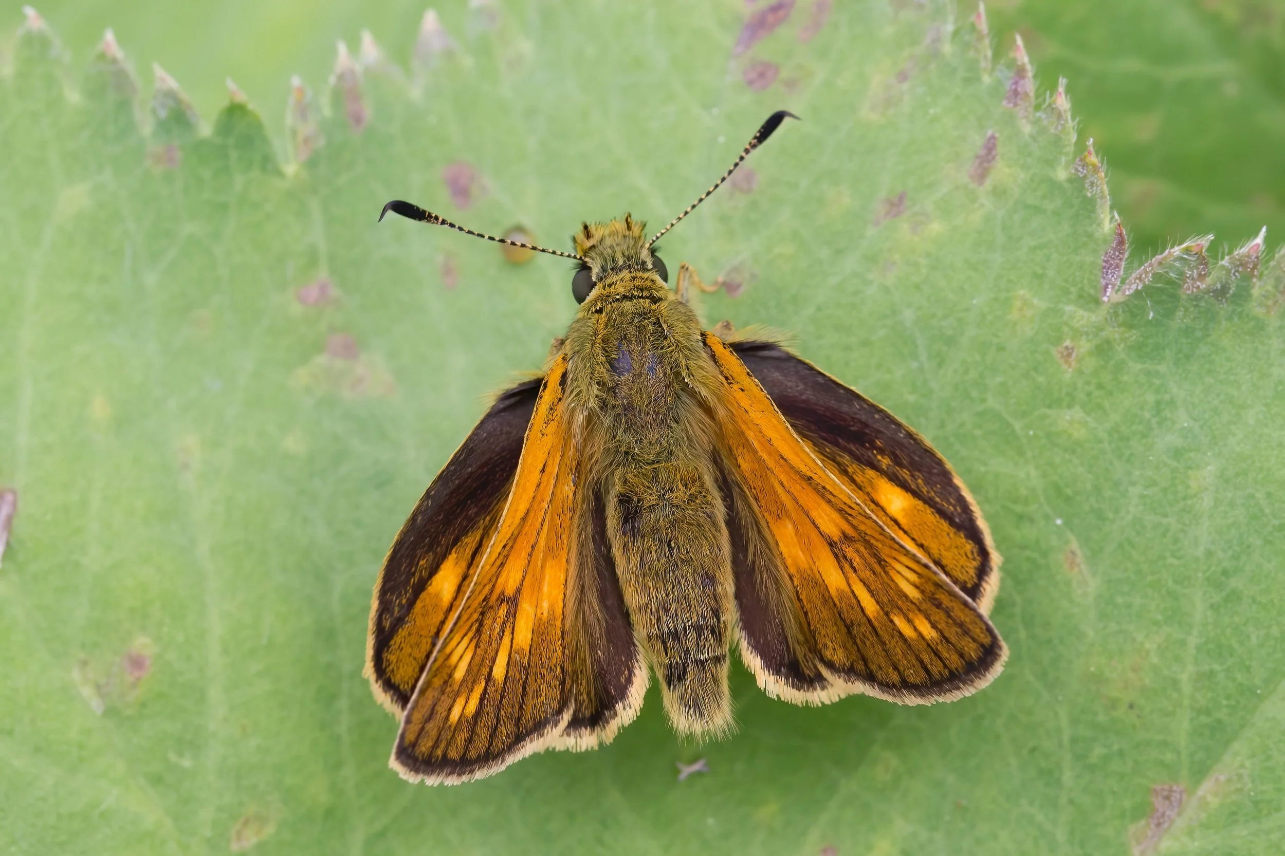 Large Skipper — Northants Butterflies