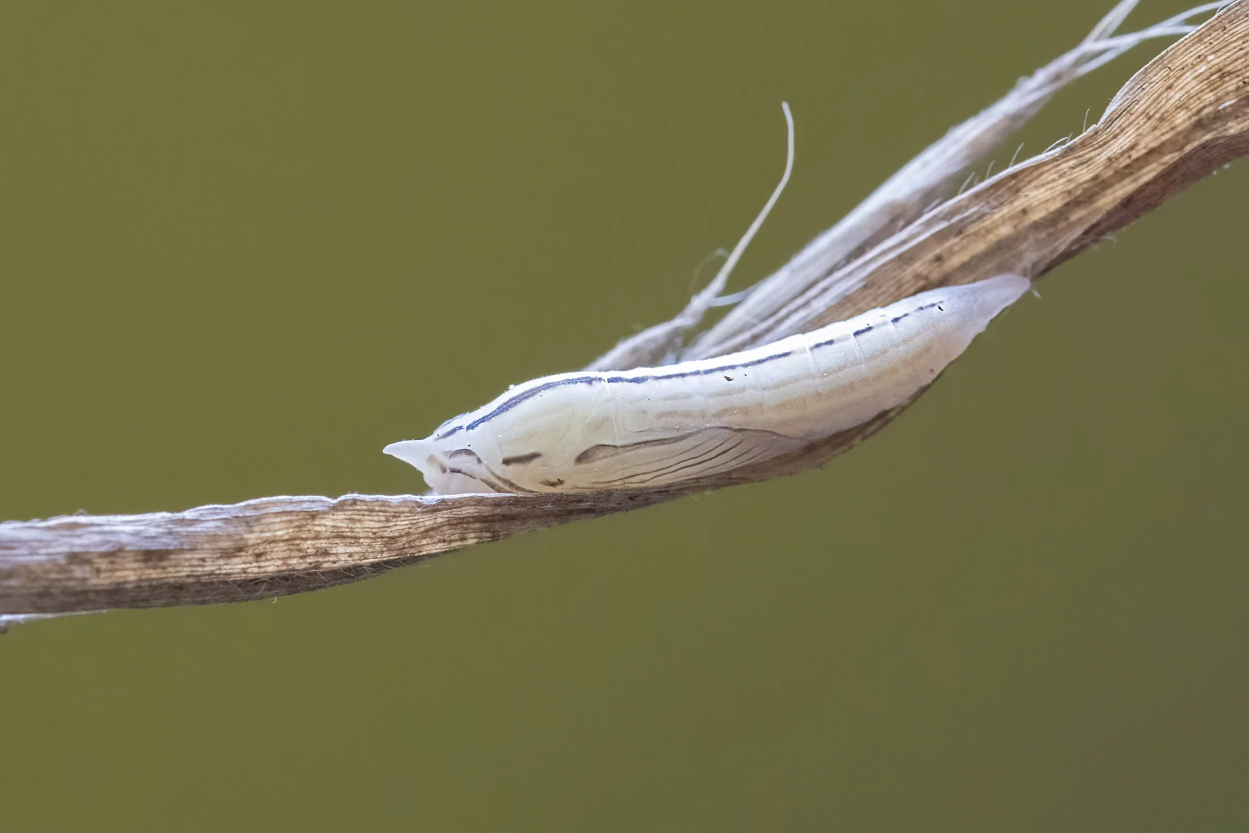 Chequered Skipper — Northants Butterflies