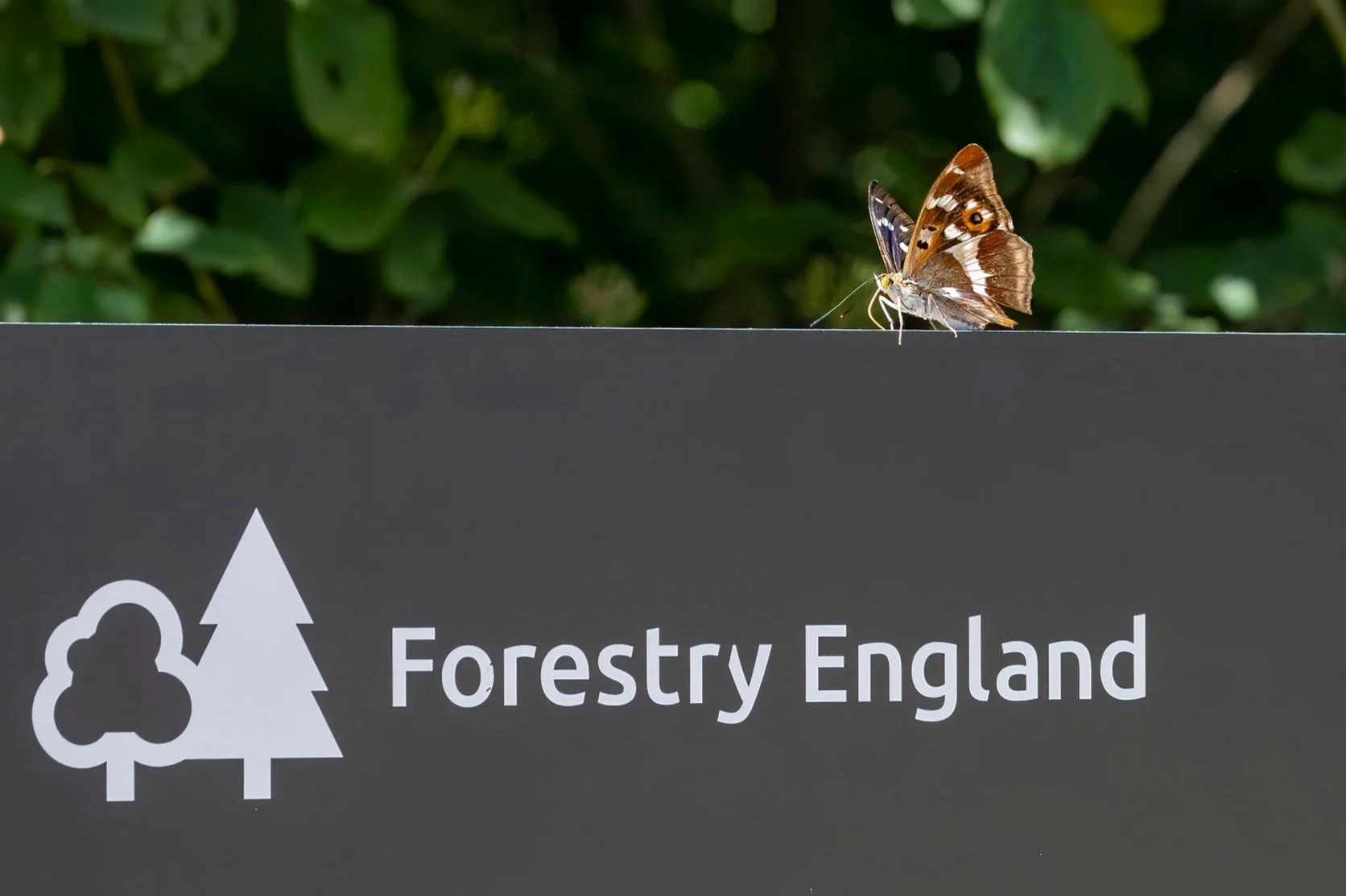 Purple Emperor — Northants Butterflies