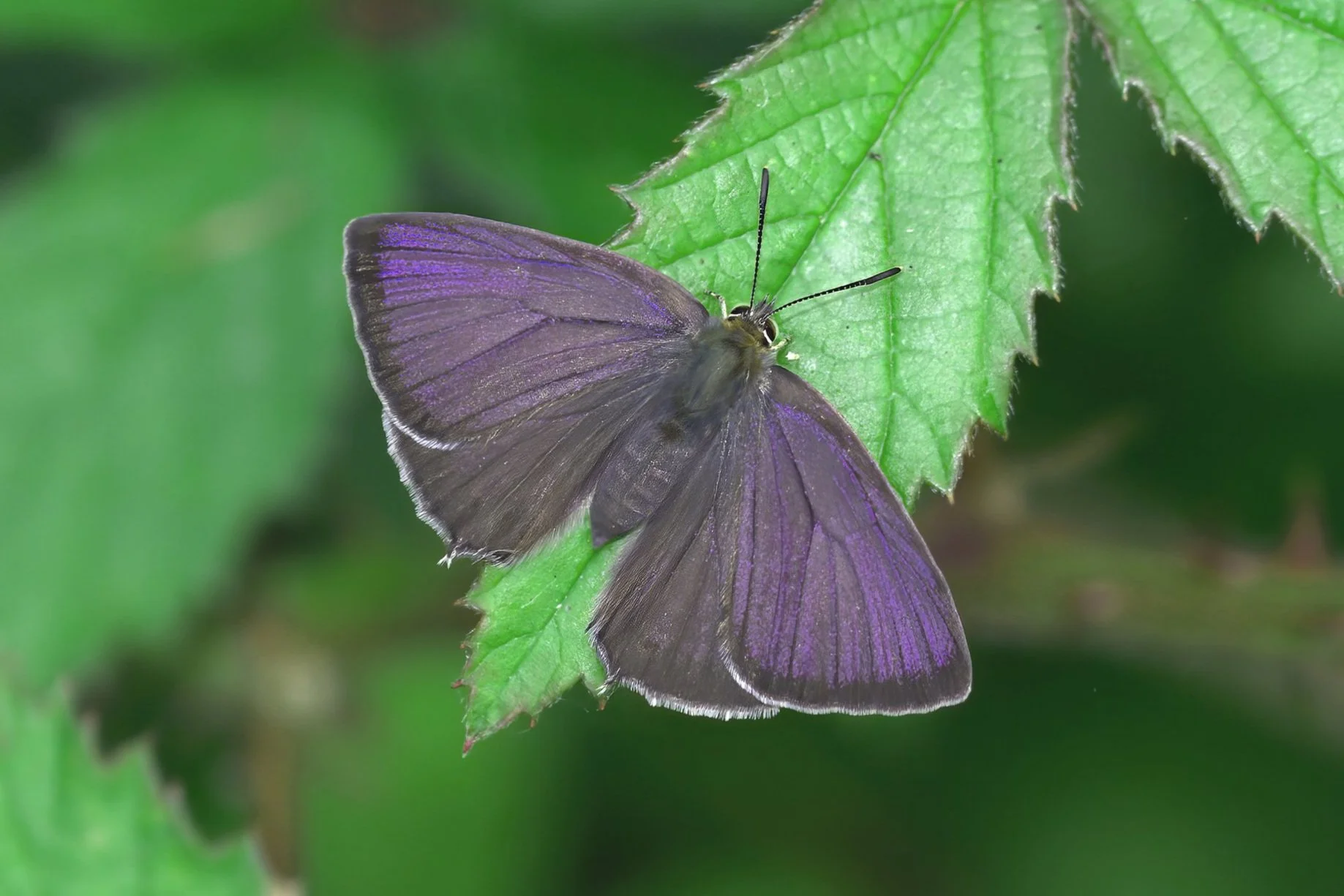 Purple Hairstreak — Northants Butterflies