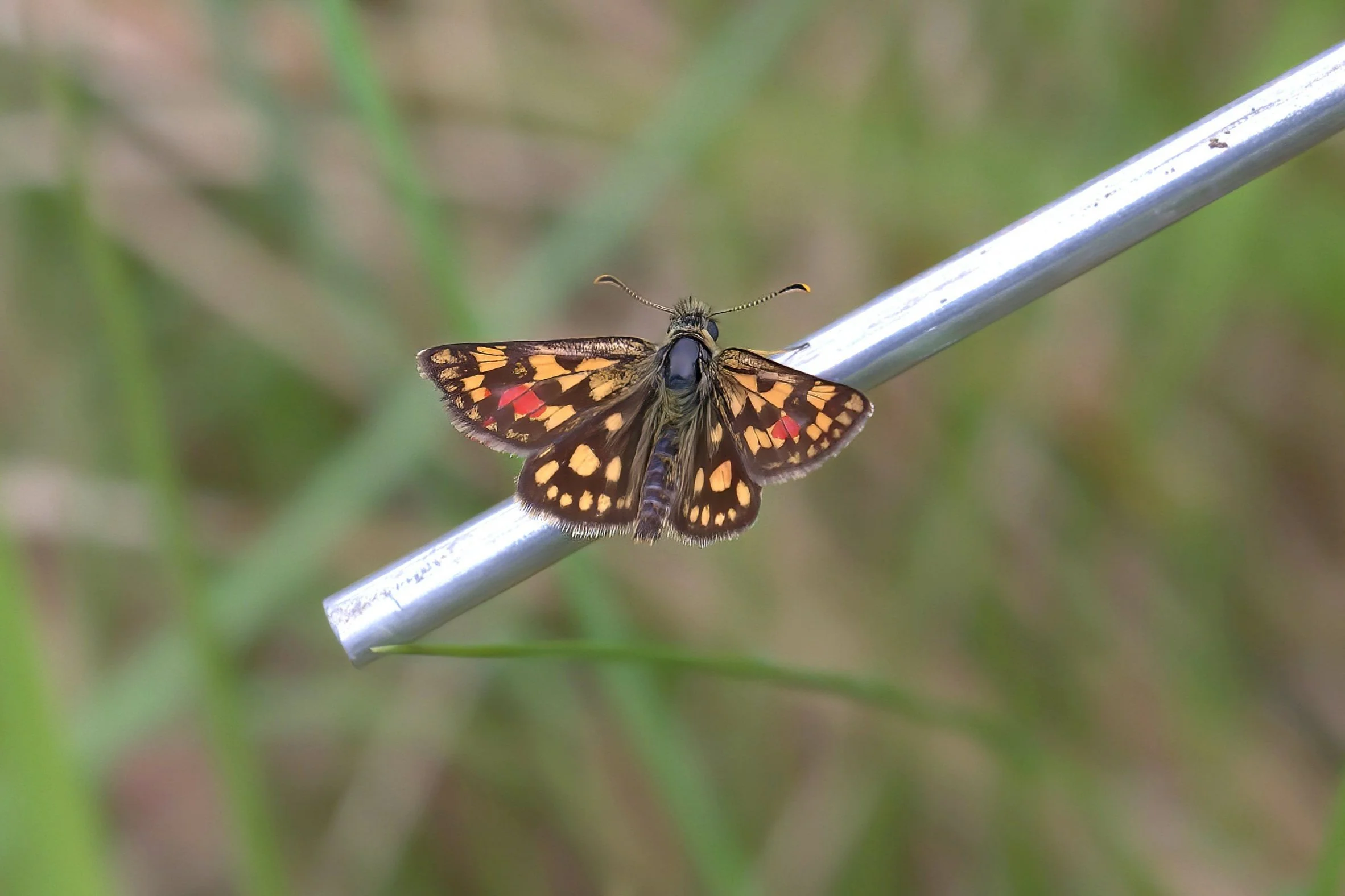 Chequered Skipper — Northants Butterflies