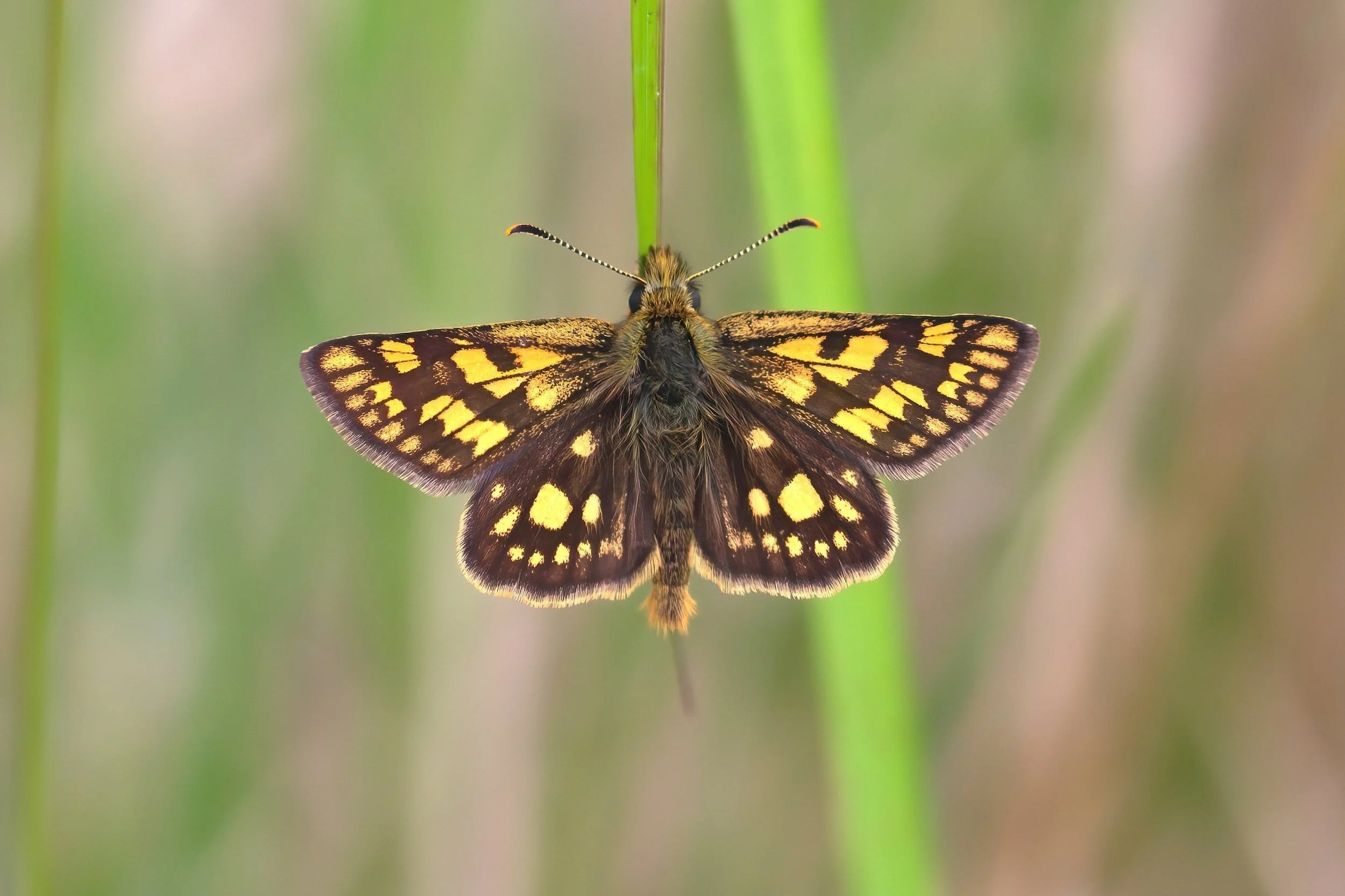 Chequered Skipper — Northants Butterflies